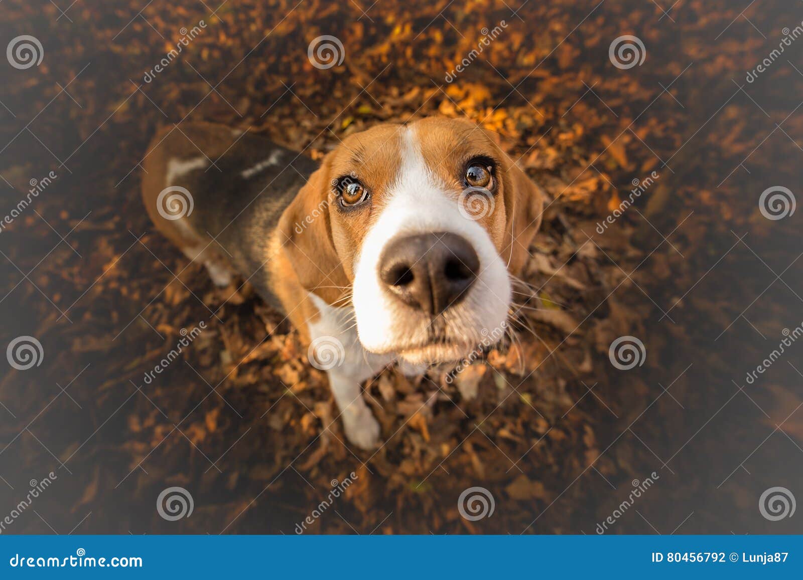 Śmieszny beagle pies zdjęcie stock. Obraz złożonej z szczeniak - 80456792