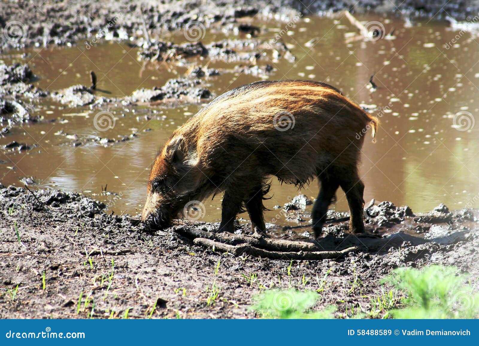 Świnia dziki knur obraz stock. Obraz złożonej z jedzenie - 58488589