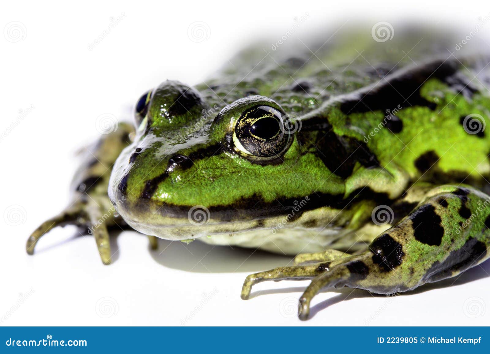 Żaba Obraz. Obraz: 2239805