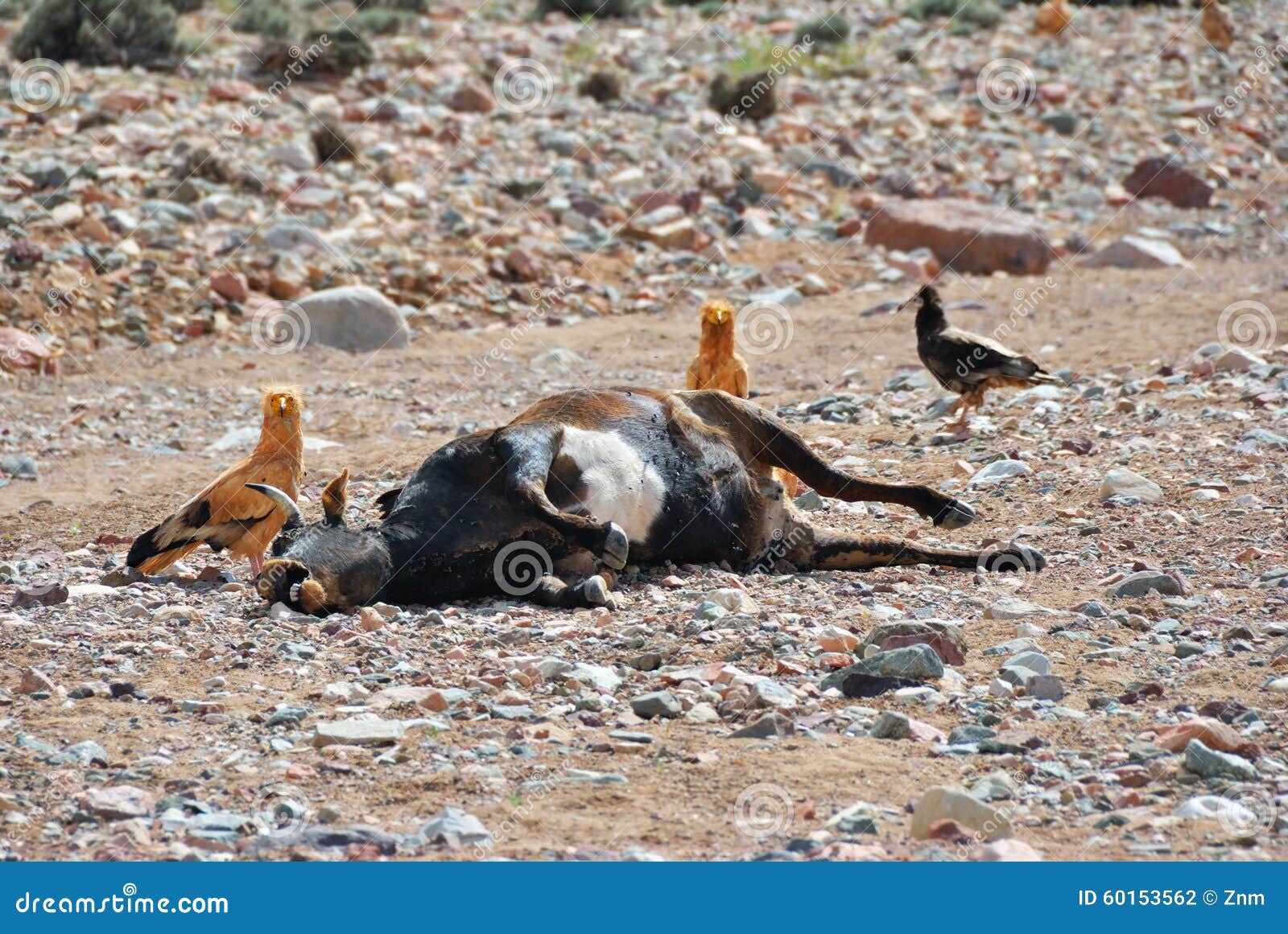 αγελάδα νεκρή murrain στοκ εικόνες. εικόνα από birdbaths - 60153562