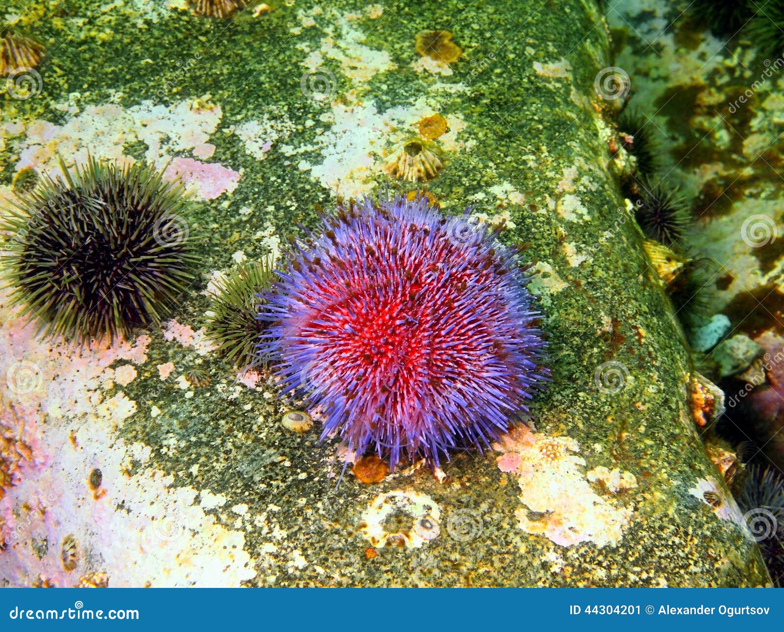 Αχινός Echinus στοκ εικόνα. εικόνα από - 44304201