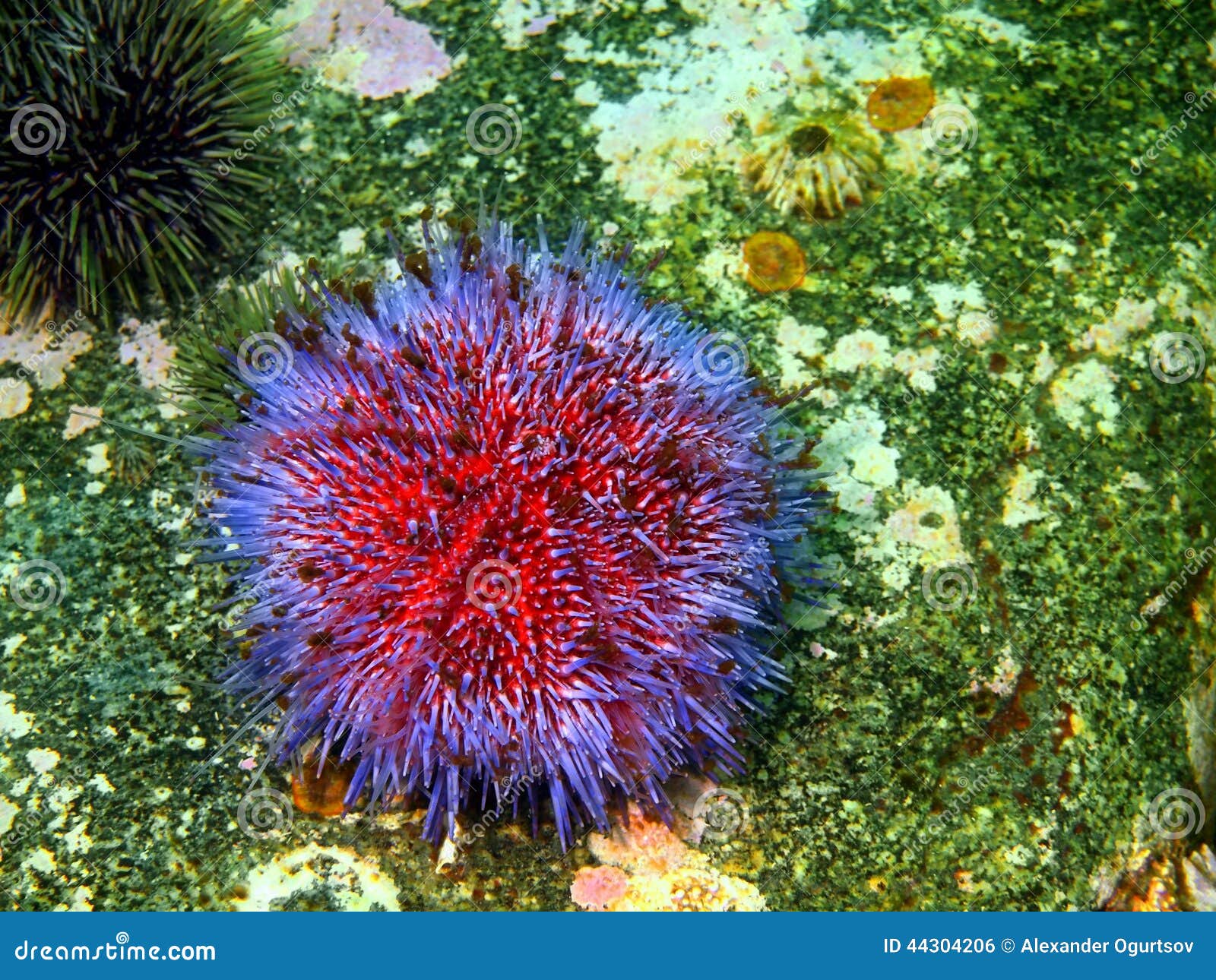 Αχινός Echinus στοκ εικόνες. εικόνα από - 44304206