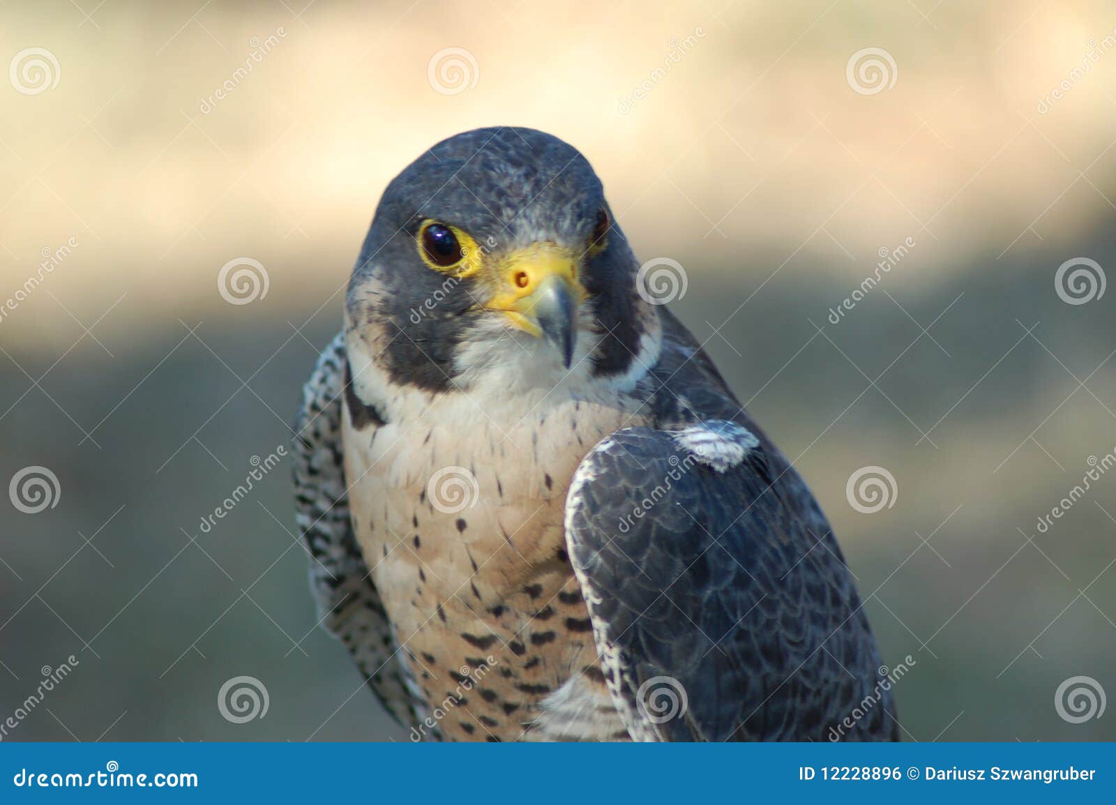 γεράκι στοκ εικόνες. εικόνα από wildlife, birdbaths - 12228896