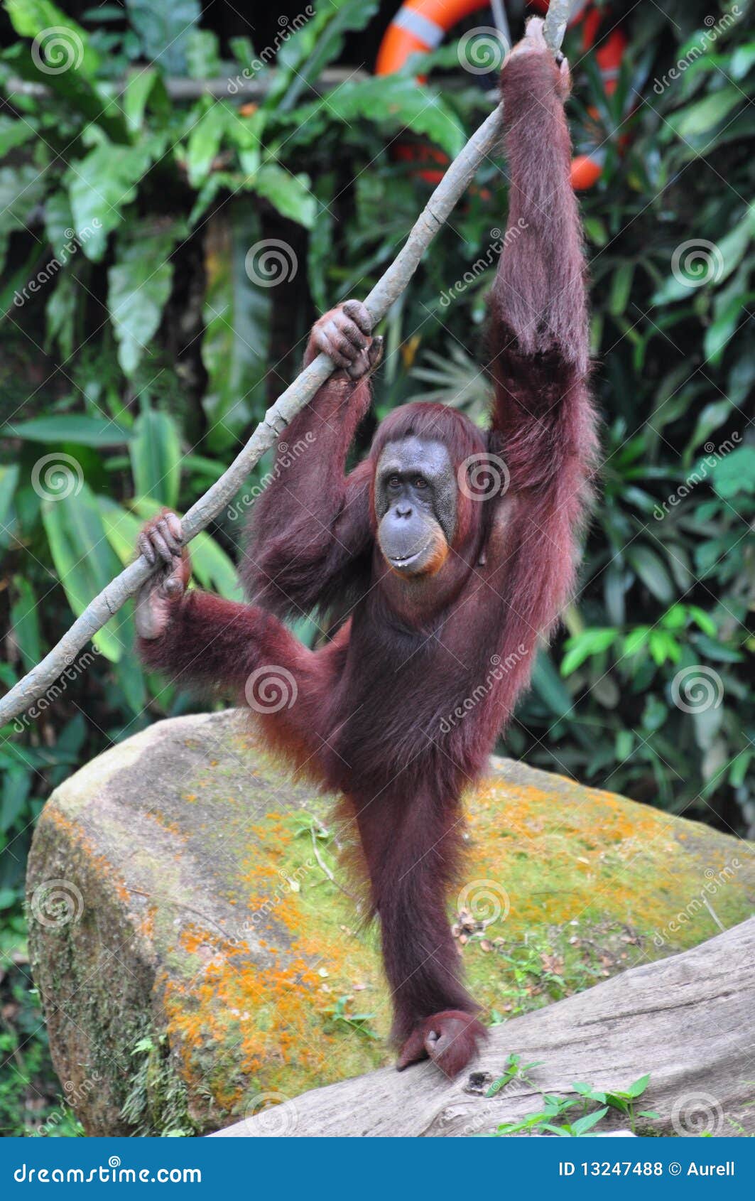 ουρακοτάγκος utan στοκ εικόνες. εικόνα από wildlife - 13247488