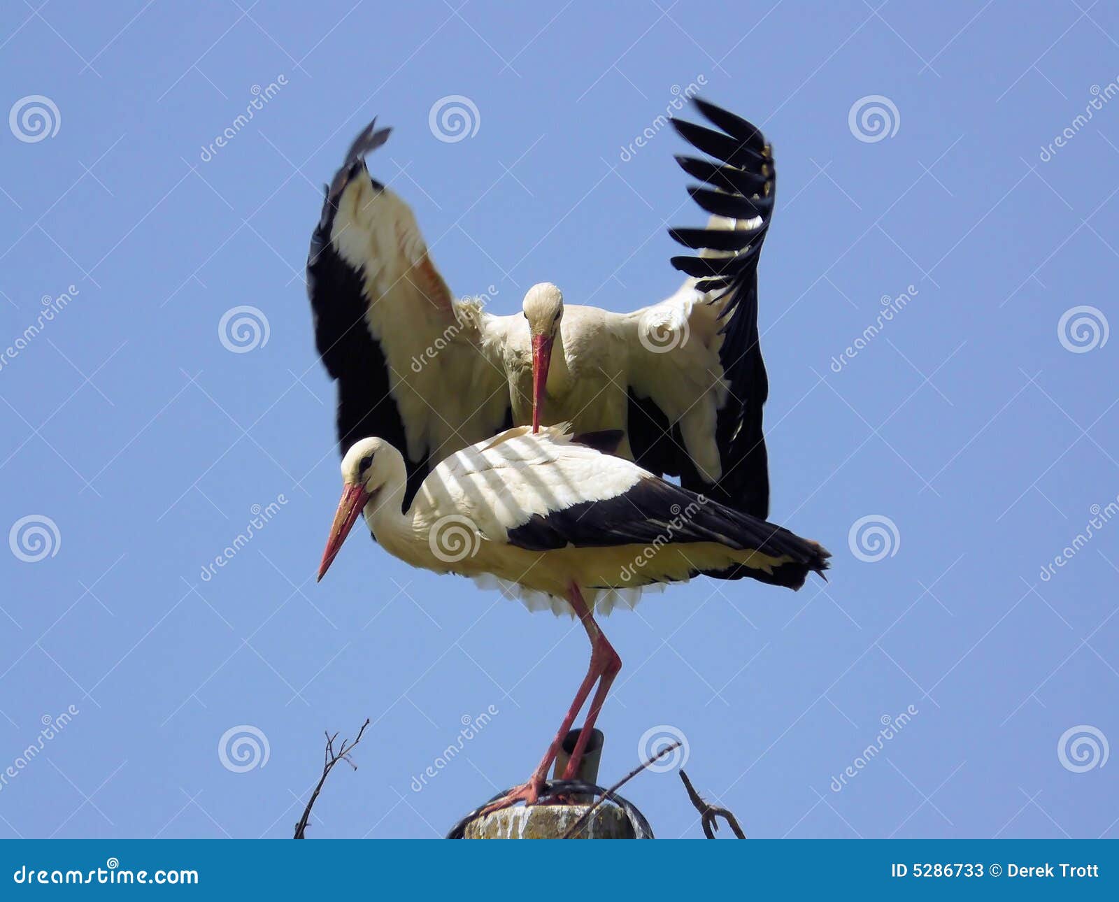 аист стоковое изображение. изображение насчитывающей пары - 5286733