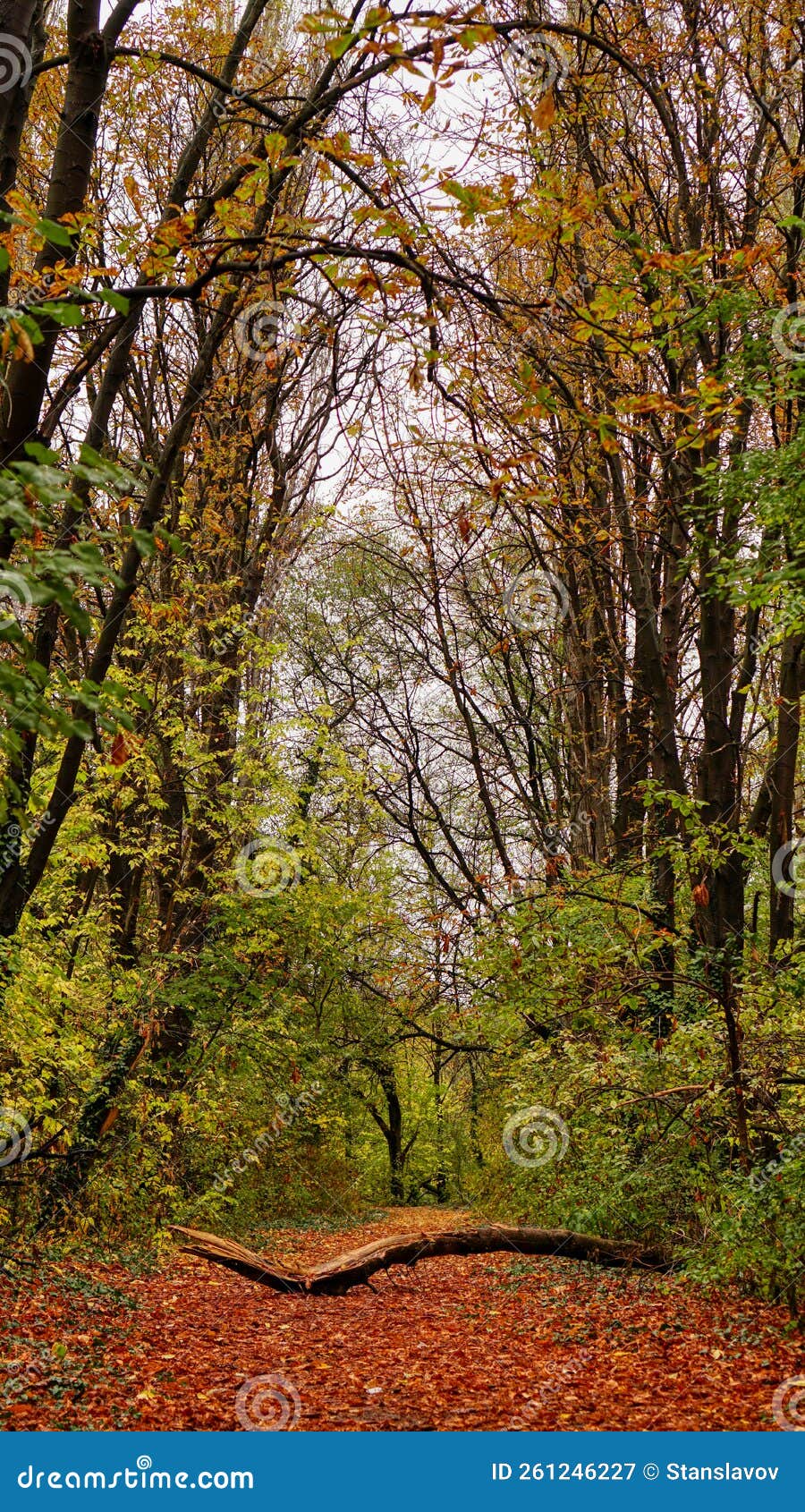 Ð utumn with a Fallen Tree on the Path Vertical Composition Stock Image ...