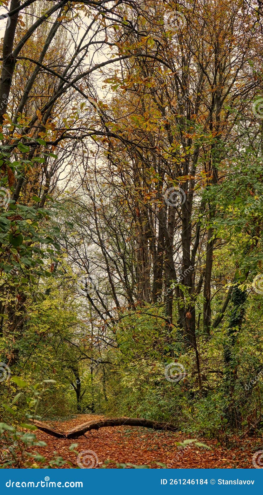 Ð utumn with a Fallen Tree on the Path Vertical Composition Stock Photo ...