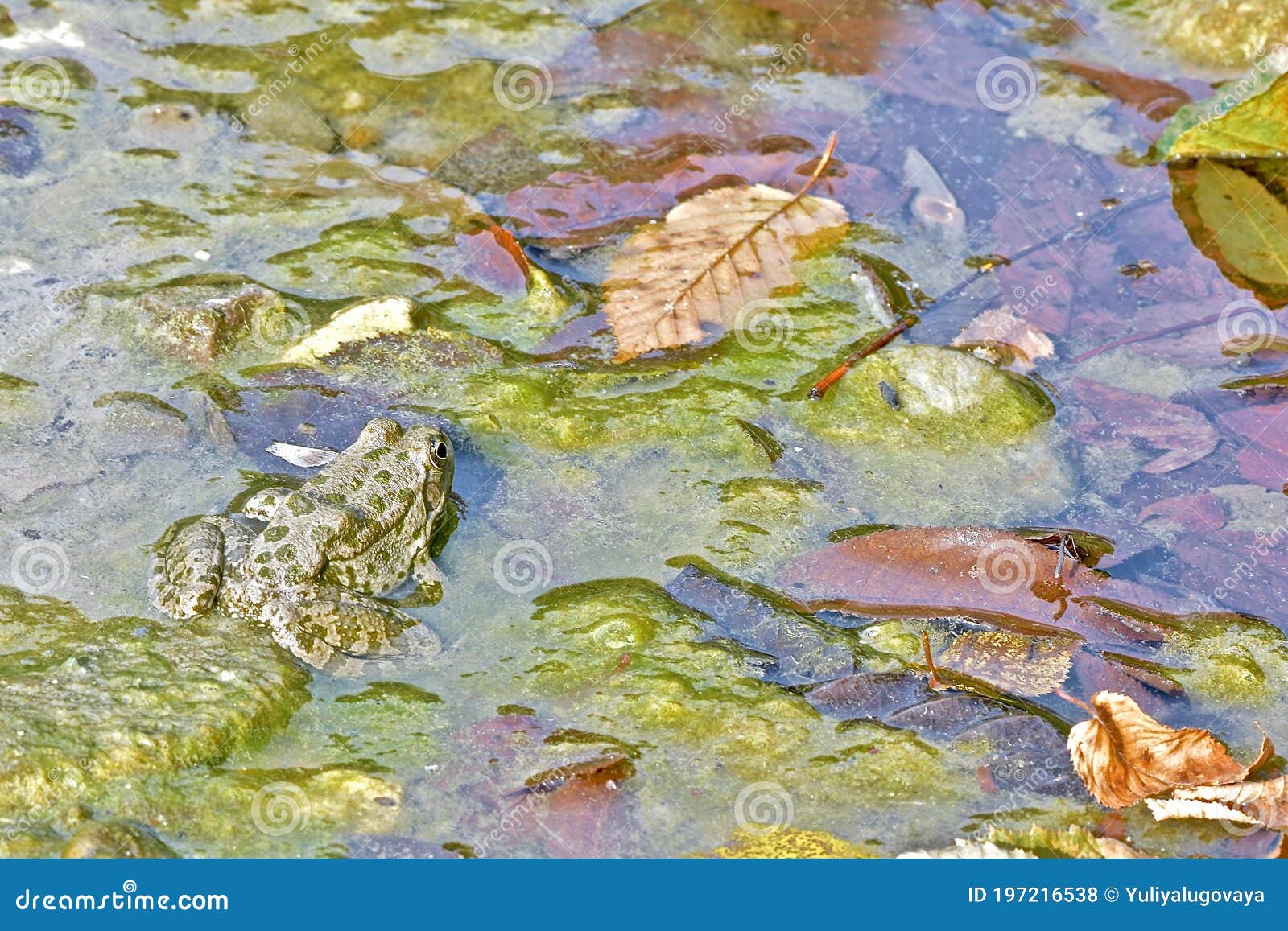 Shallow Natural Reservoir with Frogs Close-up Stock Photo - Image of ...