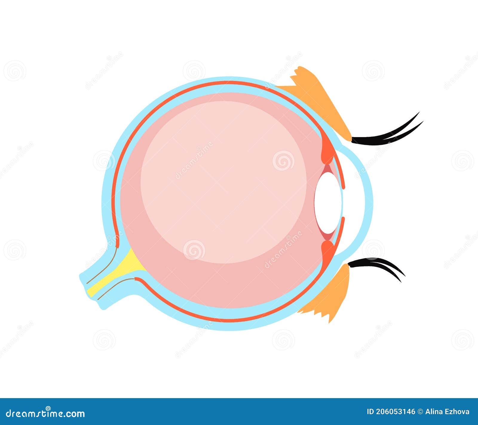 The Structure of the Eye on a White Background. Cartoon Stock Vector ...