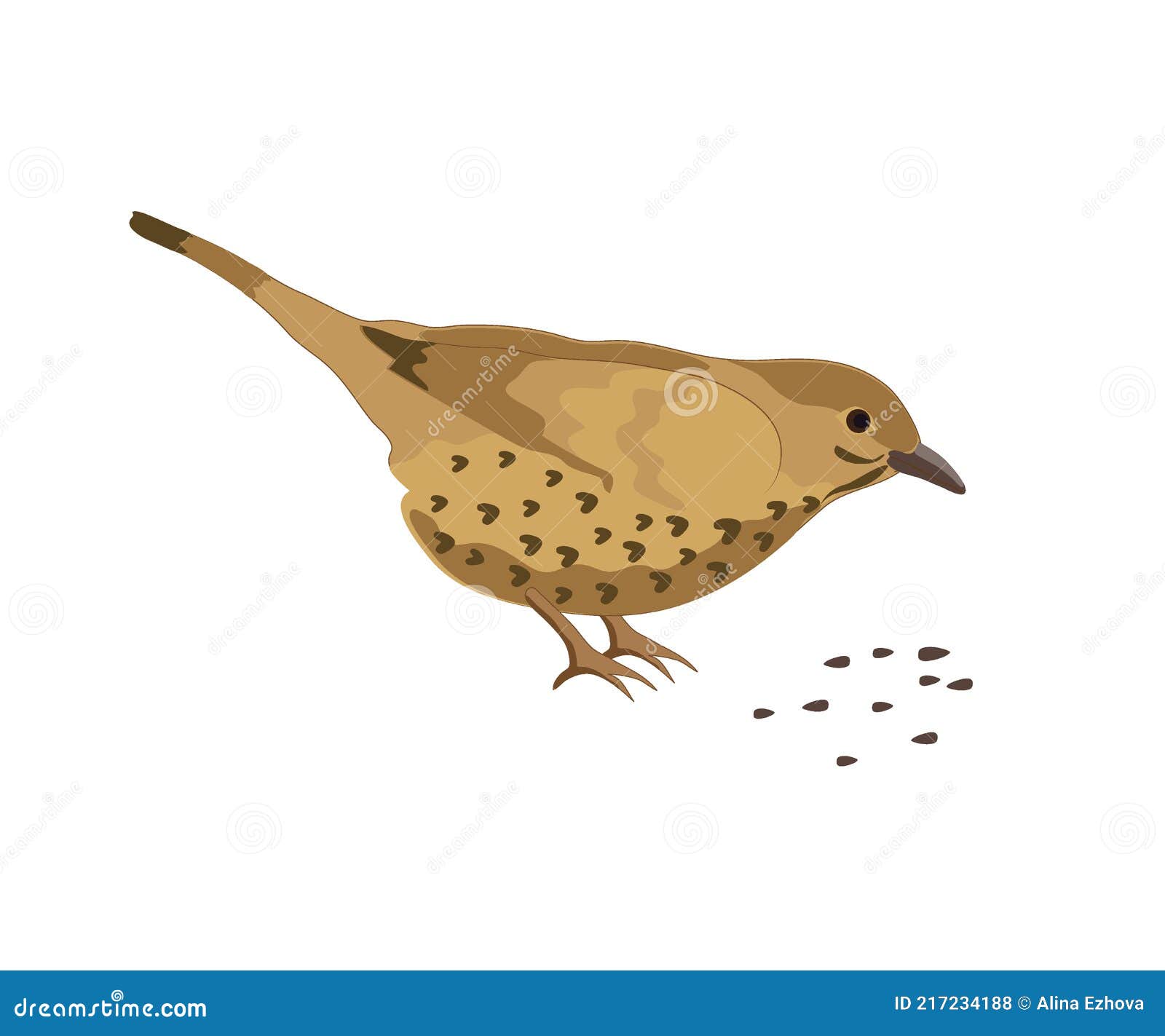 Thrush on a White Background Eats Grains. Illustration. Stock ...