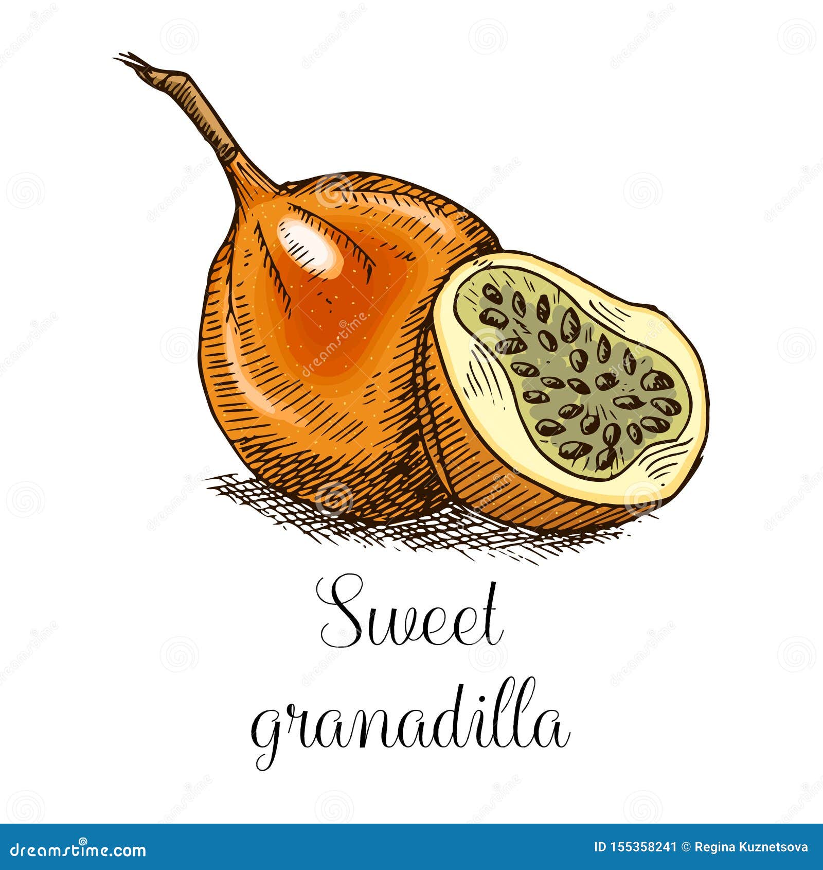 Hand drawn granadilla stock illustration. Illustration of fresh - 155358241