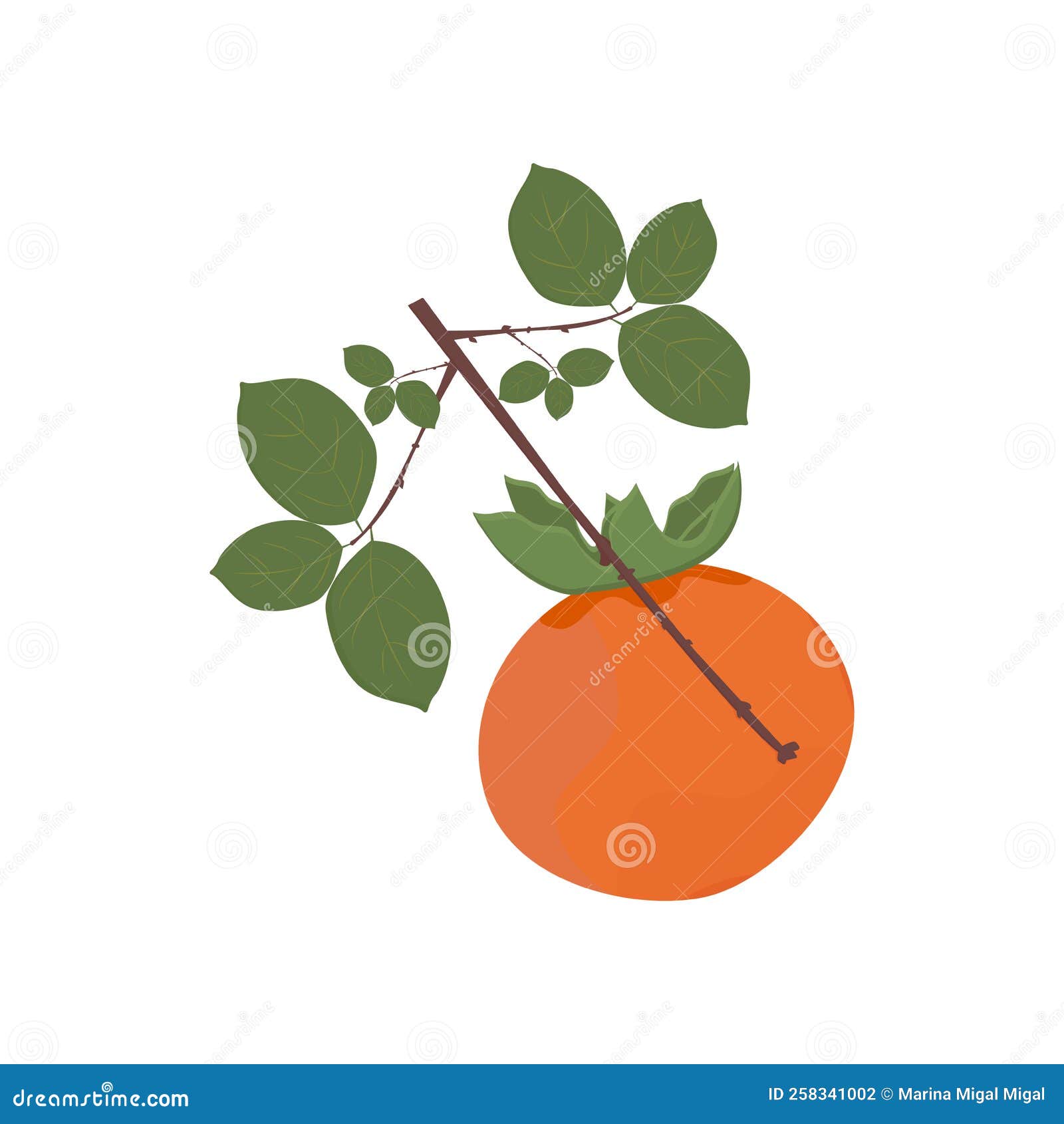 Tropical berry persimmon stock vector. Illustration of berry - 258341002