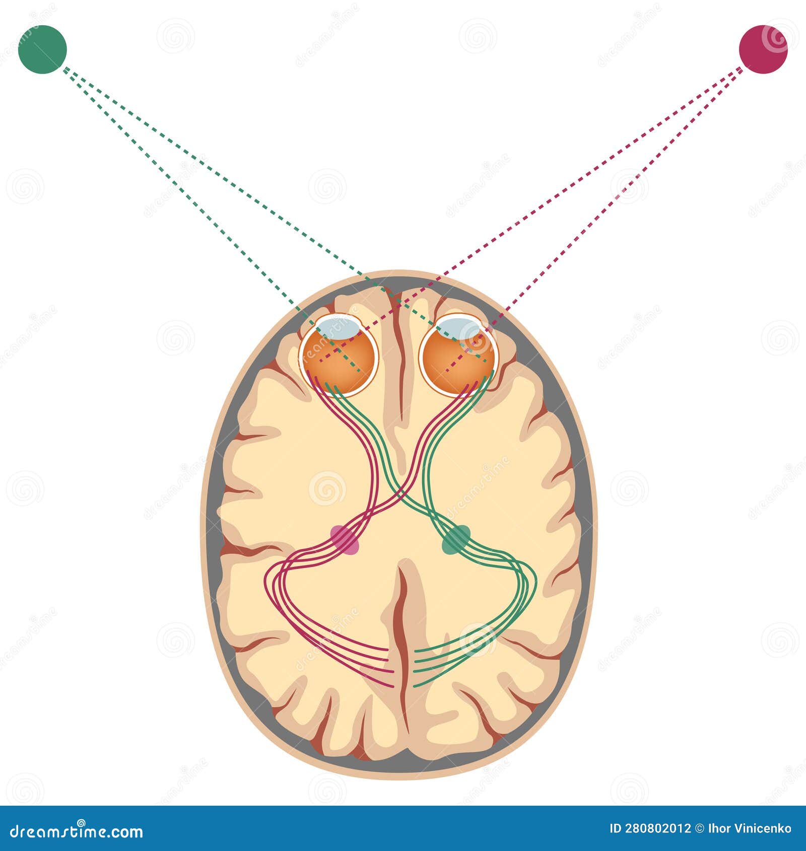 Visual System, Path. Infographic with a Diagram of How the Brain ...