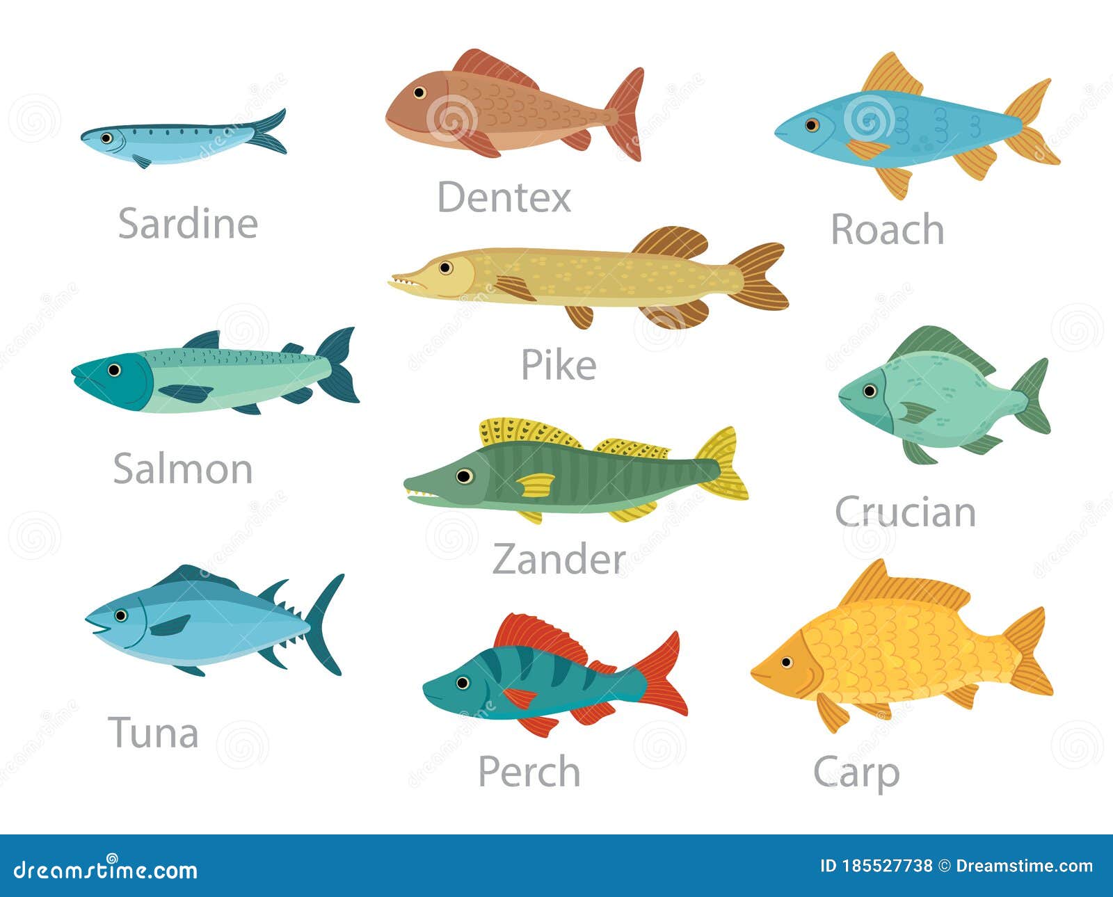 Bundle of Various Fish Species, River and Sea Fishes Stock Vector ...