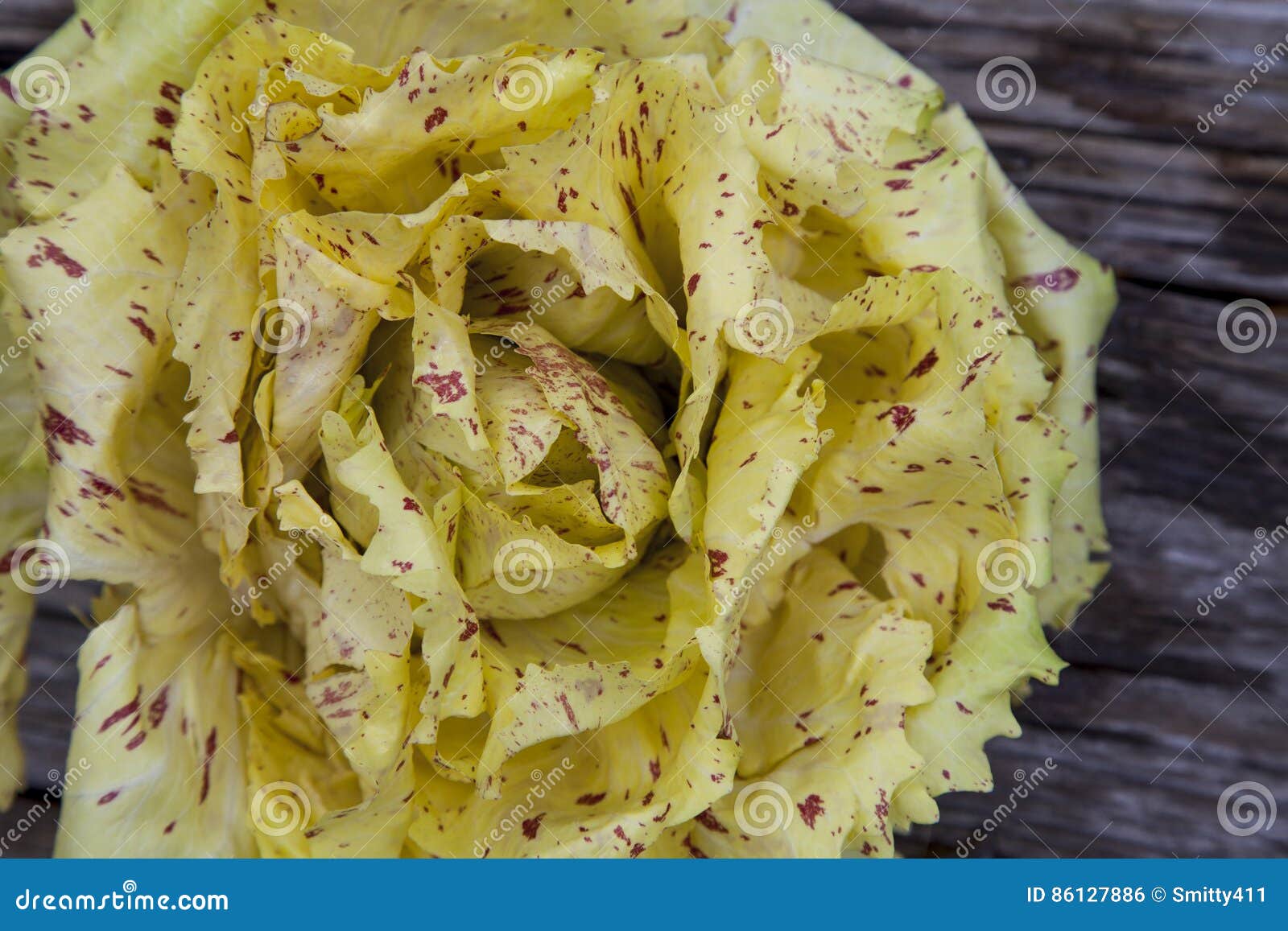 Салат Radicchio Castelfranco Стоковое Фото - изображение насчитывающей ...