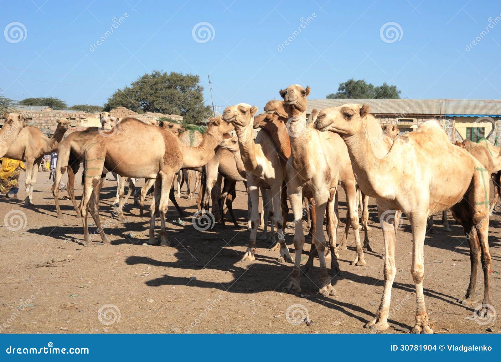 Ð¡attle market stock photo. Image of cattle, herd, ecoregion - 30781904