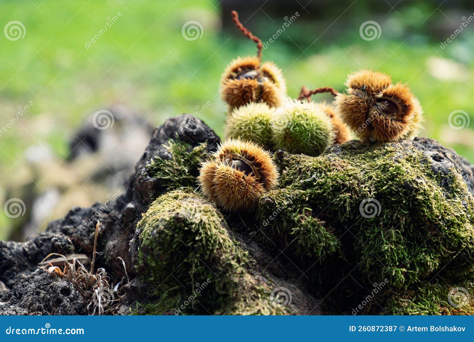 Ð¡hestnuts in a Half-open Prickly Shell Lie on a Stump Covered with ...