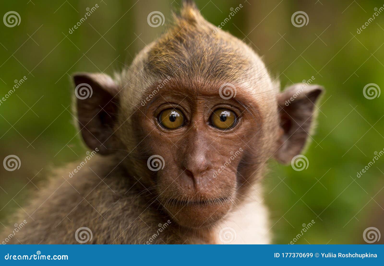 Ð¡lose-up of a Young Macaque Stock Image - Image of muzzle, safari ...