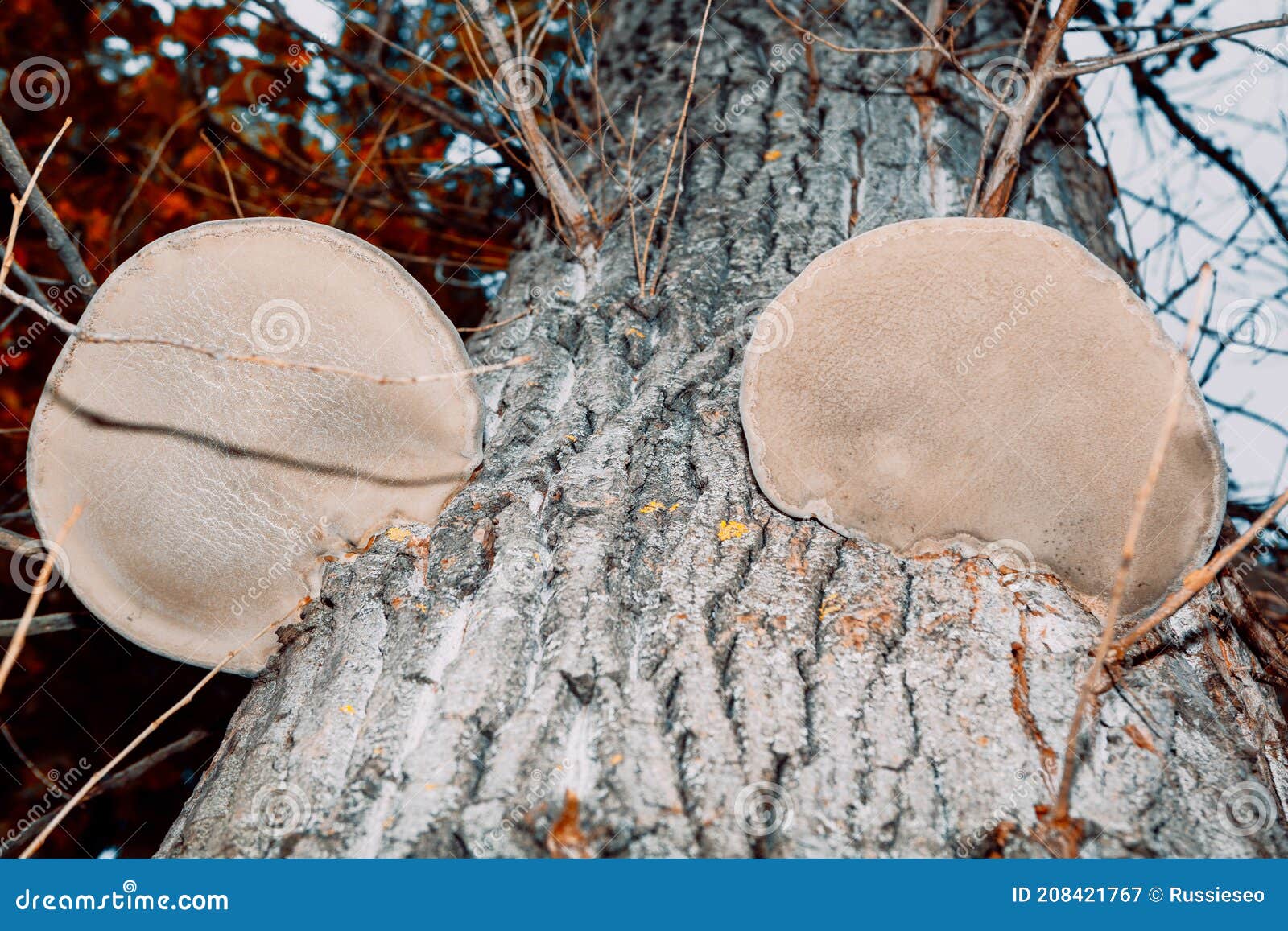 Conk Growing on Deciduous Tree Stock Image - Image of biological ...