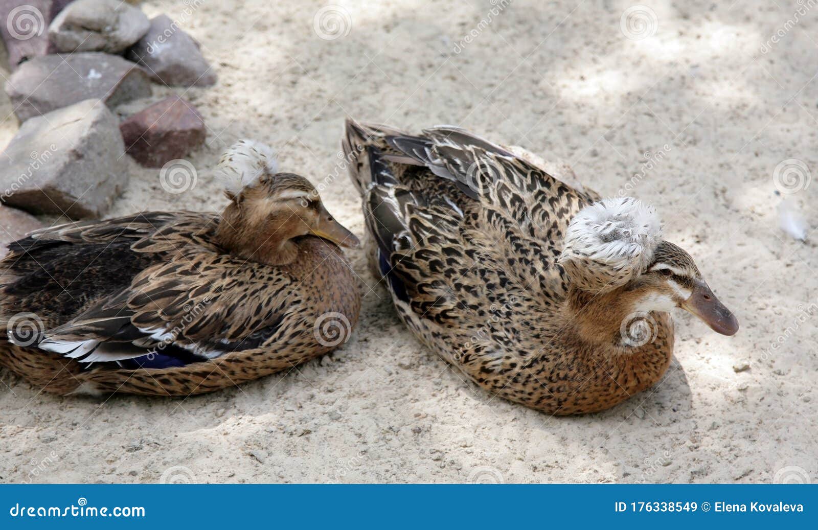 Сrested Ducks Sit On The Sand And Bask At Sun Stock Image - Image of ...