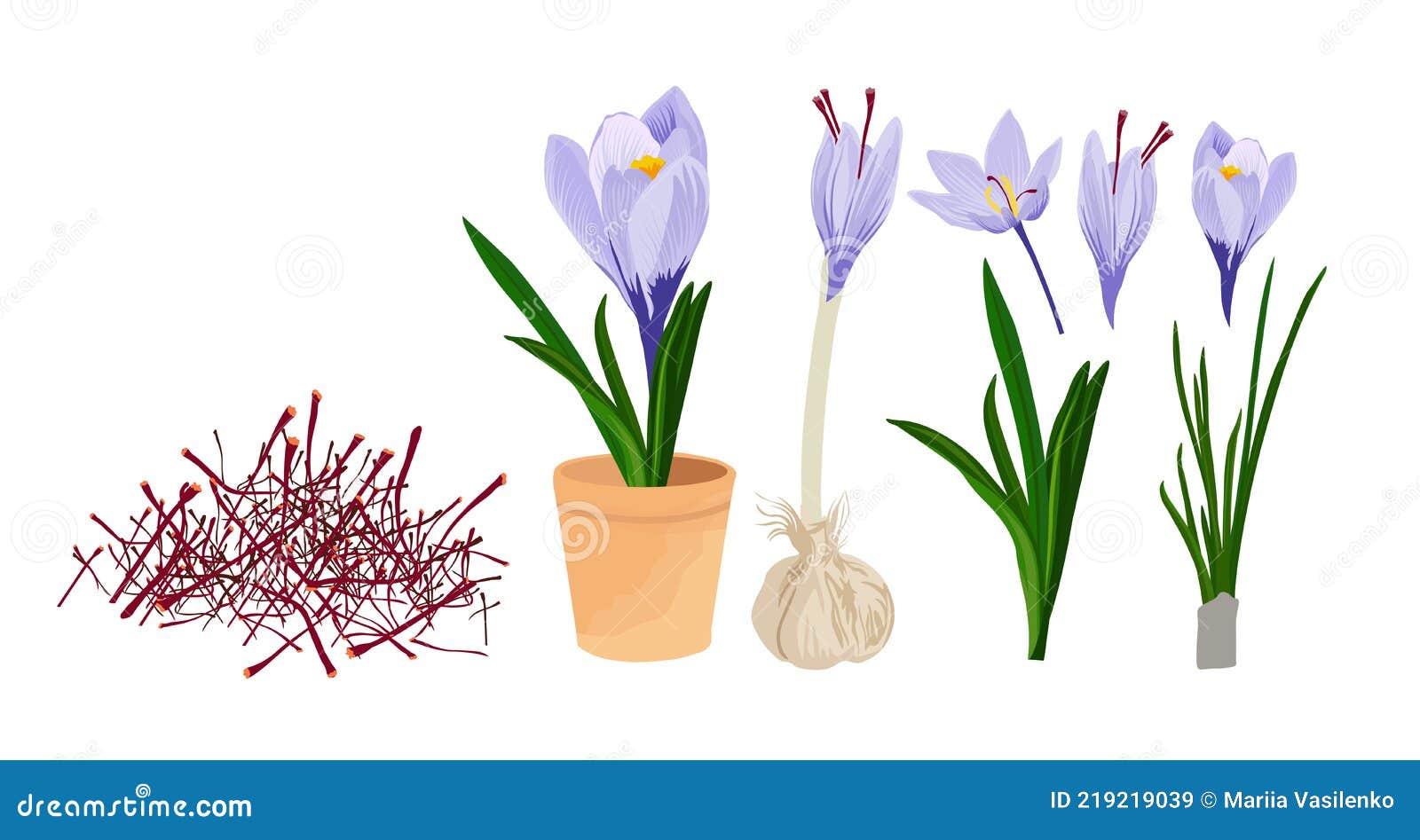 Saffron Threads Stock Illustrations – 30 Saffron Threads Stock ...