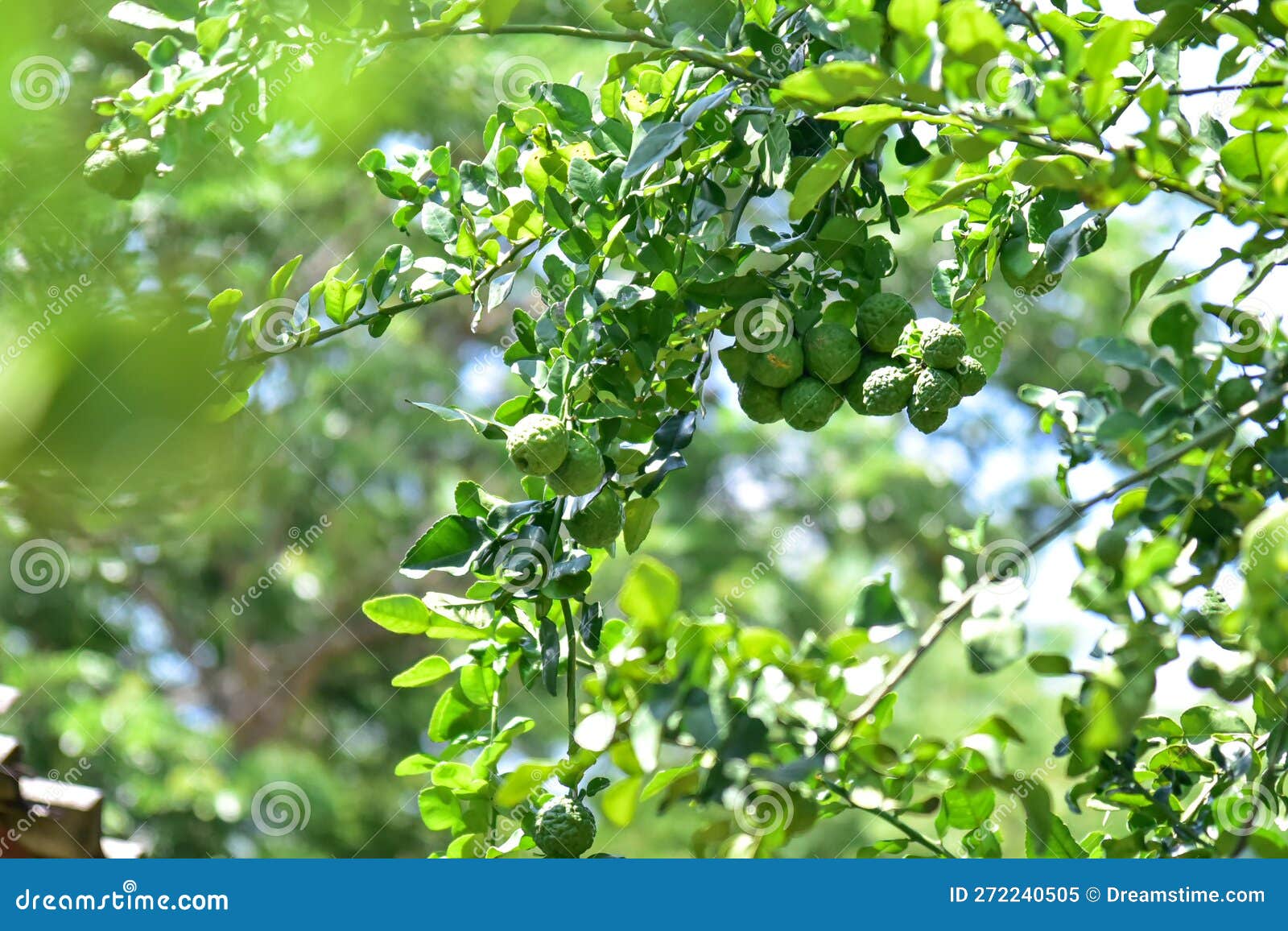 Bergamot Fruit on Tree. Herb Garden Stock Image - Image of food ...