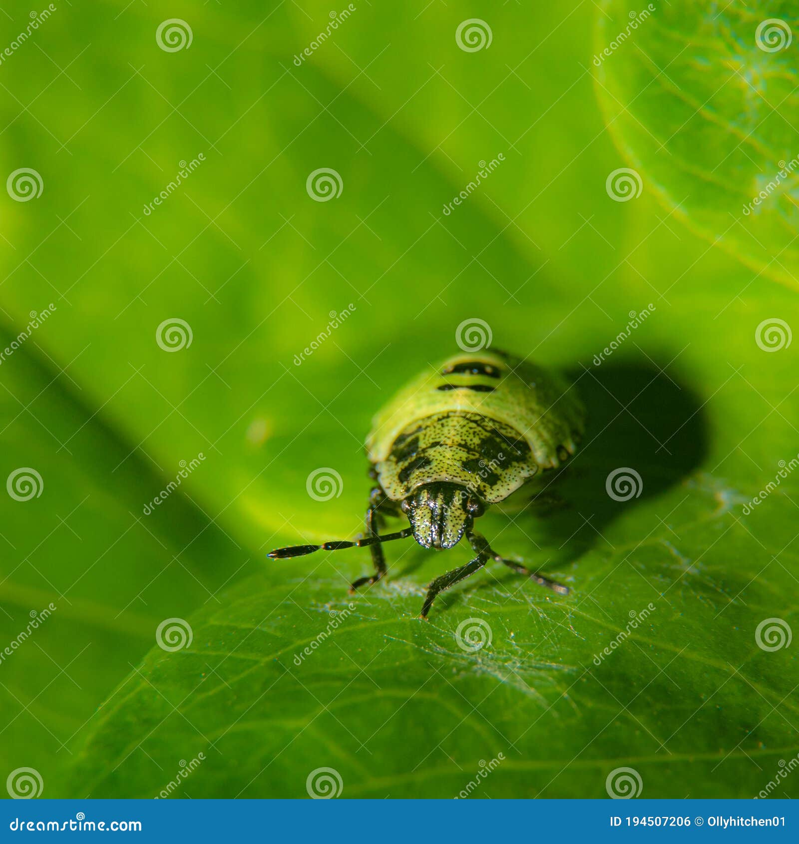 3.?? Ninfa Común De Estadio Foto de archivo - Imagen de animal, antena ...