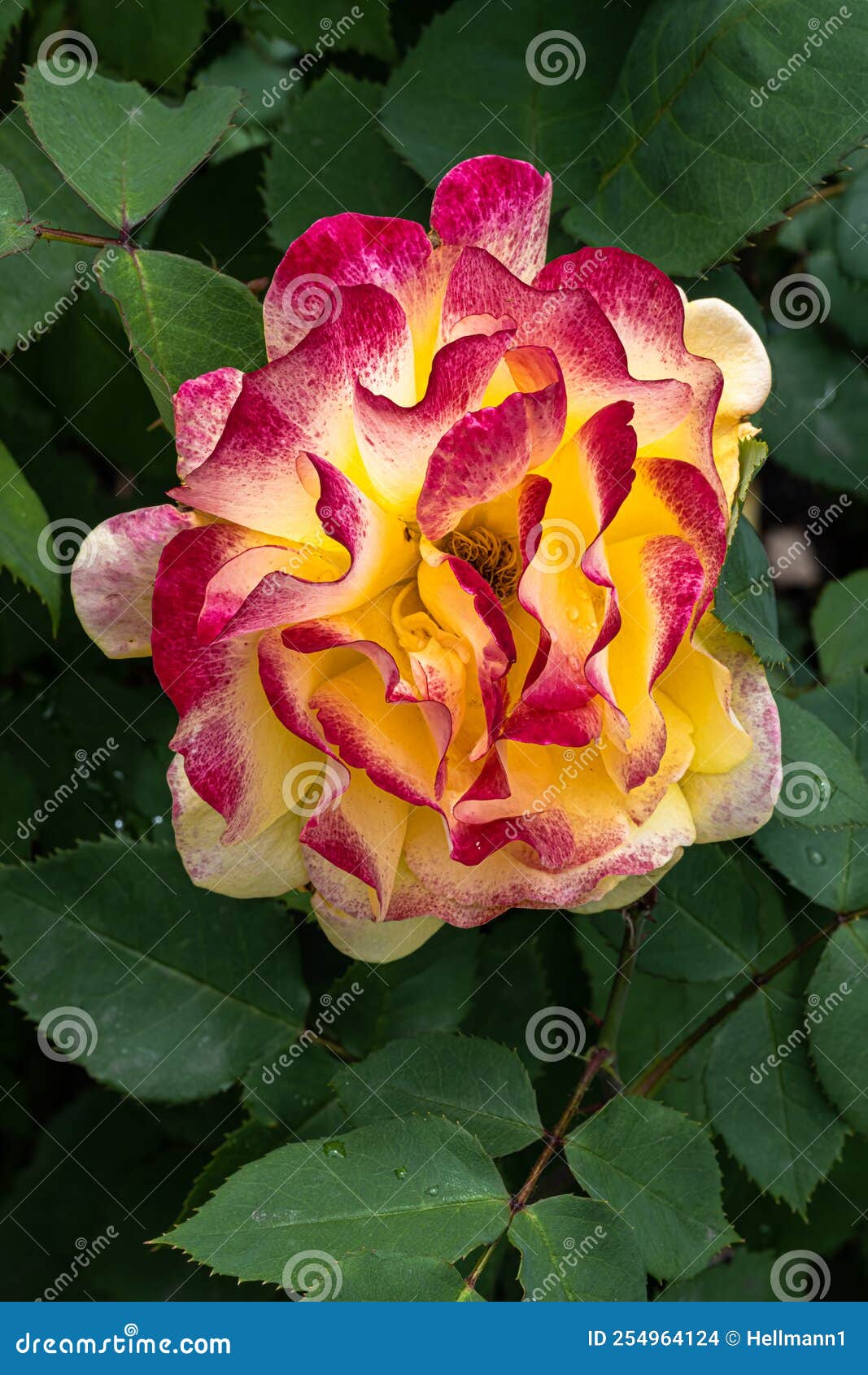 â€˜Good as Goldâ€™ Rose stock photo. Image of shoe, blacksmith - 254964124