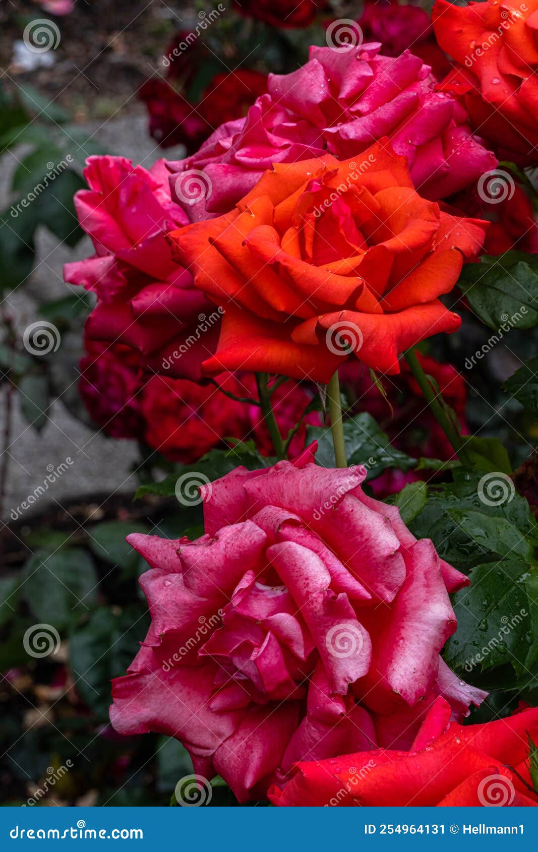 â€˜Honorâ€™ Rose stock image. Image of honor, funeral - 254964131