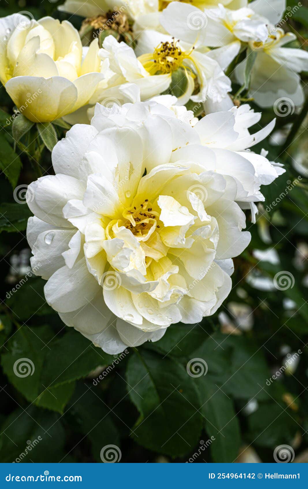 â€˜Imogenâ€™ English Rose stock photo. Image of white - 254964142