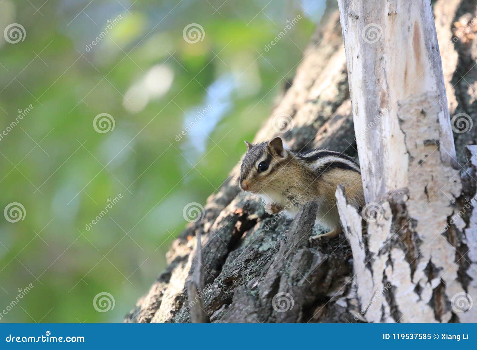 一chipmonk 库存图片. 图片 包括有 露水, 结构树, 冒险家, 外出, 逗人喜爱, 突出, 漏洞 - 119537585