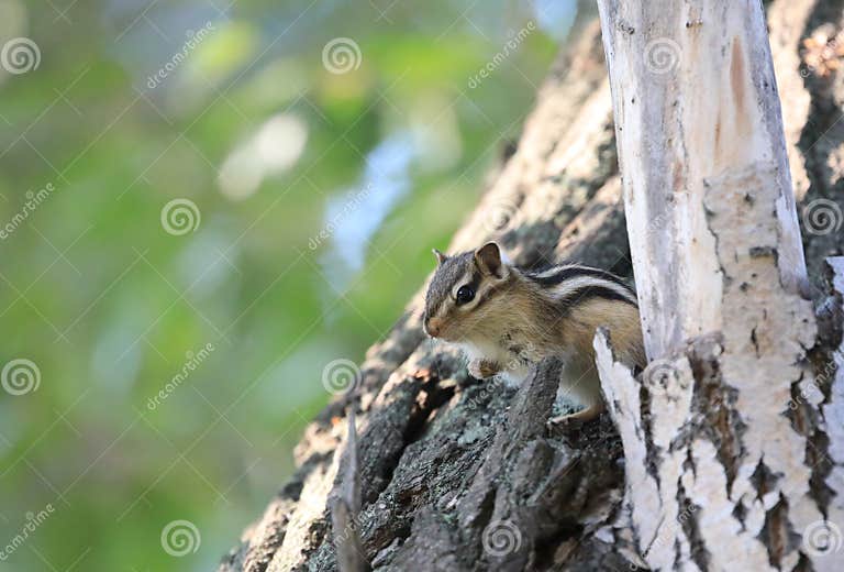 一chipmonk 库存图片. 图片 包括有 露水, 结构树, 冒险家, 外出, 逗人喜爱, 突出, 漏洞 - 119537585