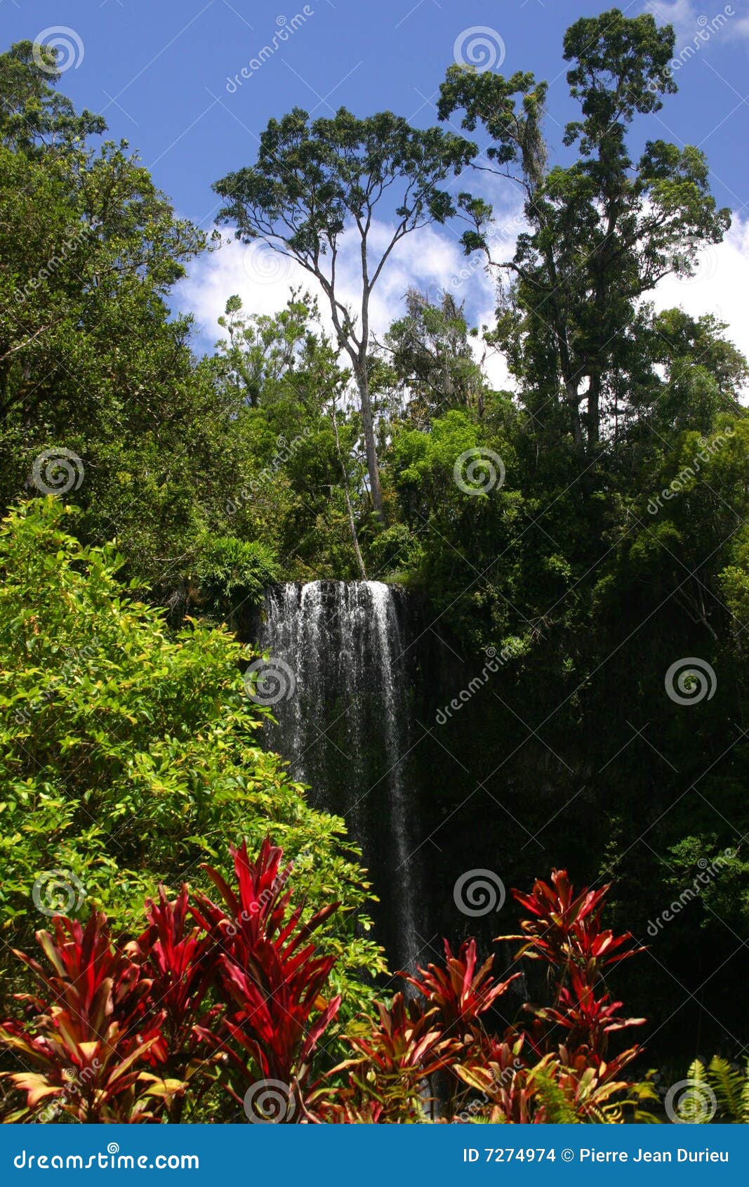 下跌milaa 库存照片. 图片 包括有 森林, 秋天, 澳洲, 夏天, 结构树, 结构 - 7274974