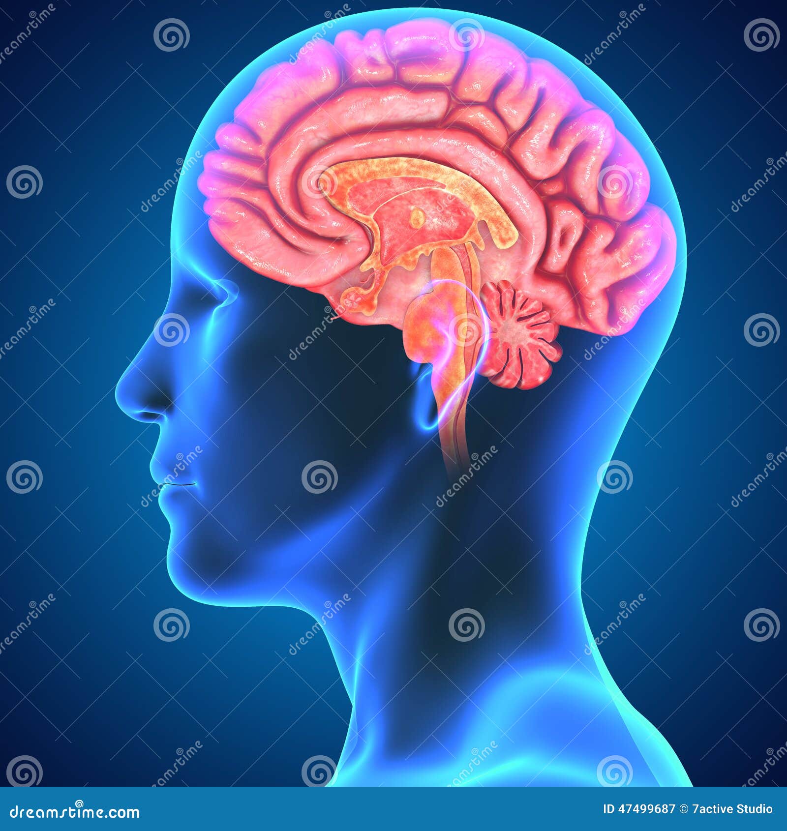 Human Brain 库存例证. 插画 包括有 爱好健美者, 内存, 医疗, 的脑波, 思路, 带状闪长岩 - 47499687