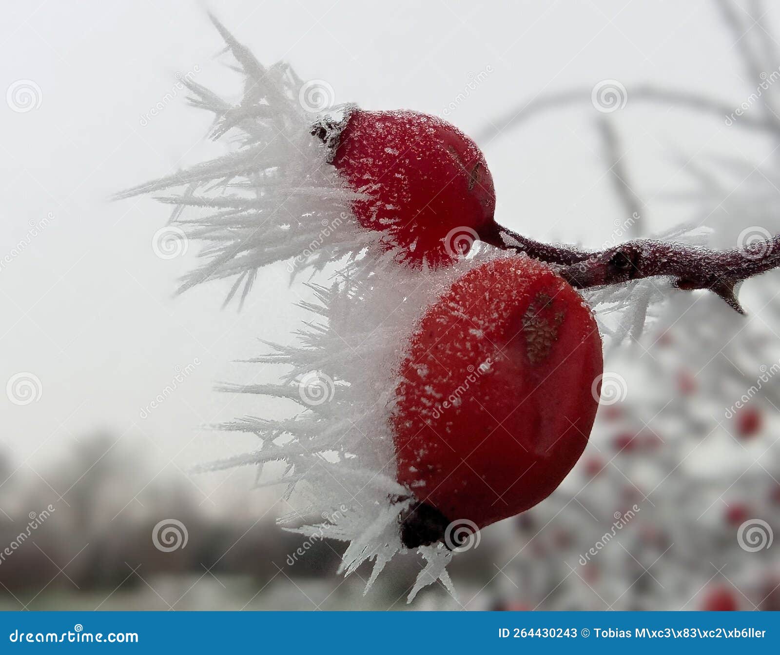 Ice Crystals in Deepest Winter 库存图片 - 图片 包括有 水晶, 最深: 264430243