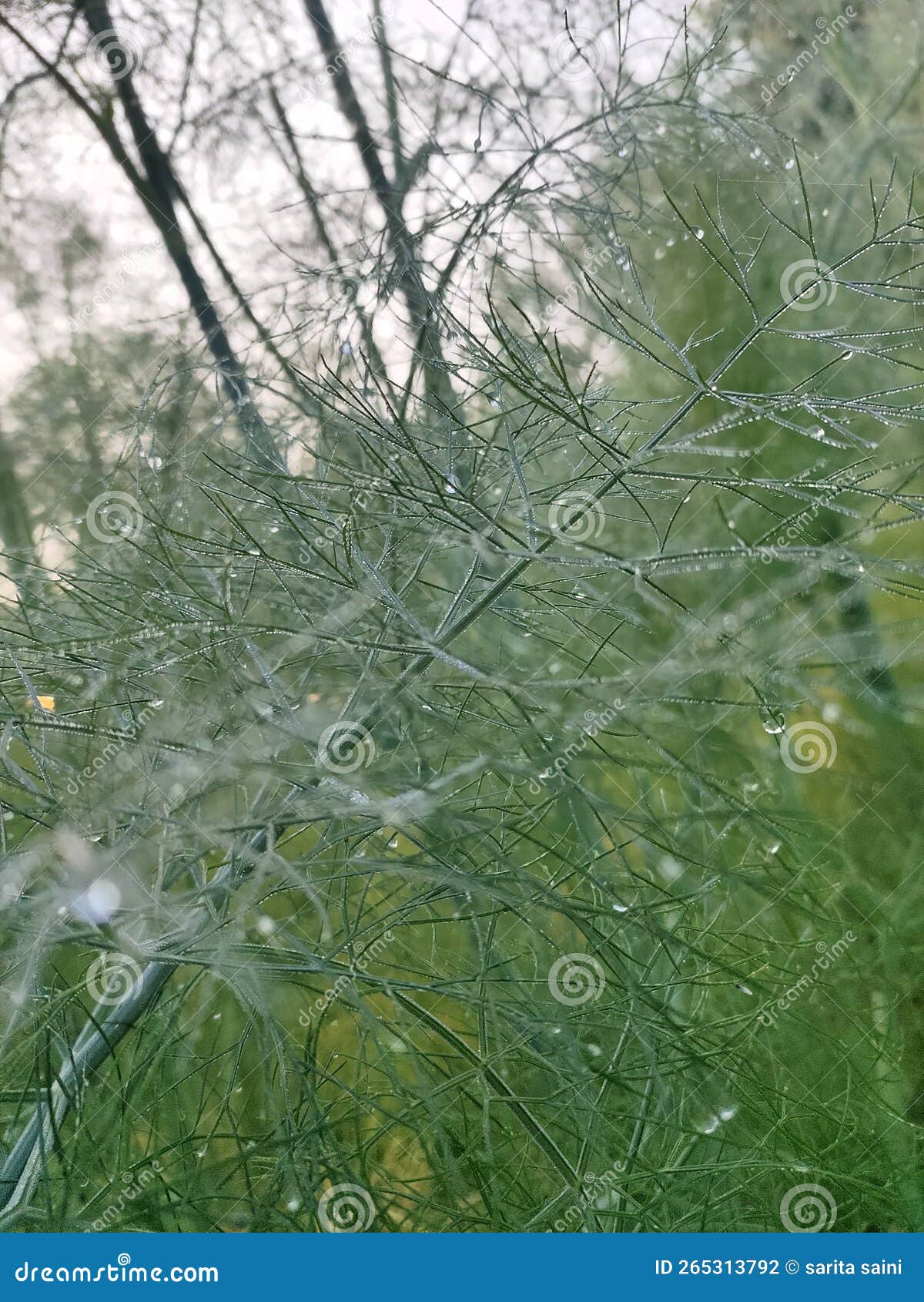 Winter Dew Drops Snow Mystical 库存照片 - 图片 包括有 下落, 露水: 265313792