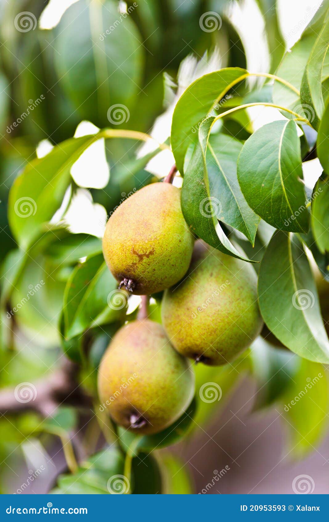 分行梨 库存图片. 图片 包括有 自治权, 本质, 食物, 果树园, 成熟, 有机, 从事园艺, 宏指令 - 20953593
