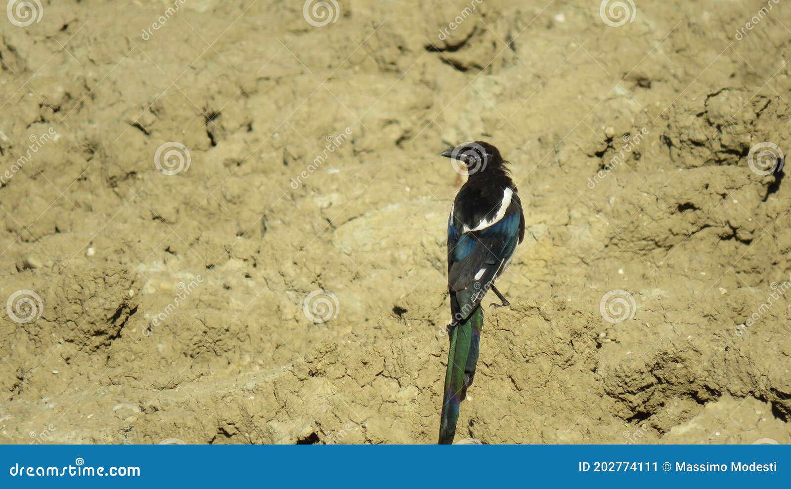 Gazza 库存图片. 图片 包括有 视图, 一切, 因为, 损坏, 详细资料, 吃饭, 或许, 无所不吃 - 202774111