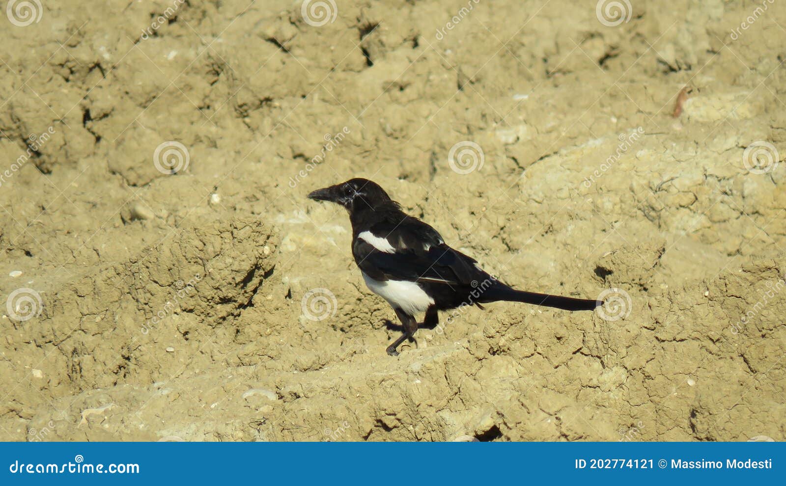 Gazza 库存图片. 图片 包括有 因为, 吃饭, 或许, 某事, 颜色, 双翼飞机, 无所不吃, 一切 - 202774121