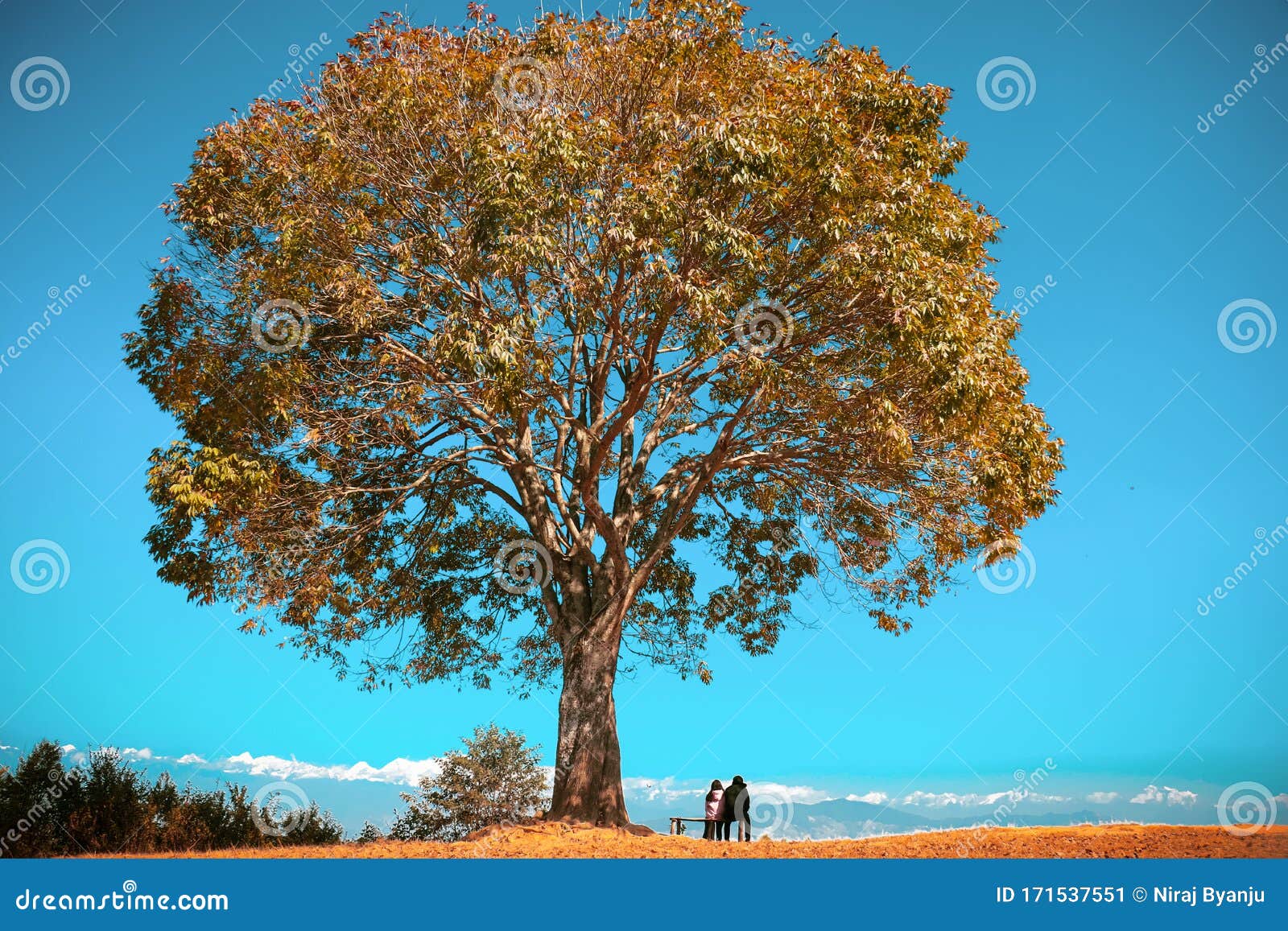 Single tree 编辑类照片. 图片 包括有 夫妇, 华伦泰, 结构树, 本质, 天空, 尼泊尔 - 171537551