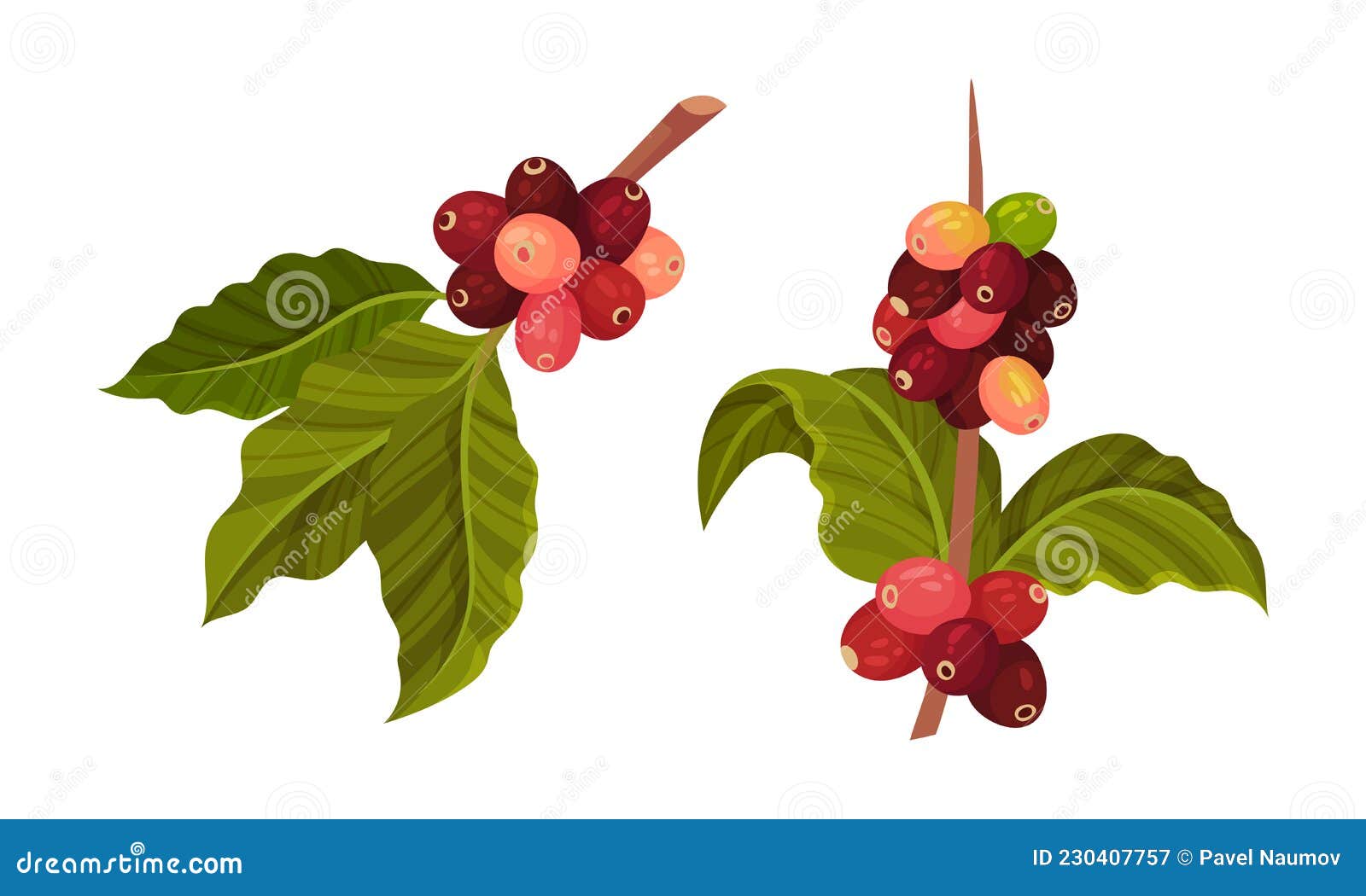 咖啡树树枝和咖啡豆集矢量图插图 向量例证. 插画 包括有 螺母, 食物, 收集, 卡可, 工厂, 玻色子 - 230407757