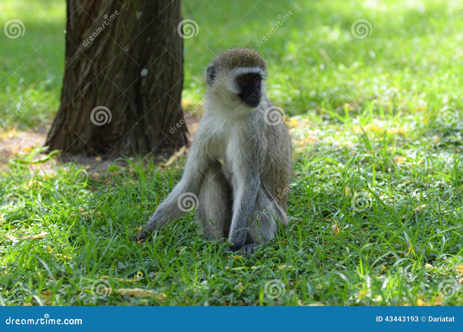 Monkey 库存图片. 图片 包括有 野生生物, 徒步旅行队, 旅行, 马塞语, 肯尼亚, 纵向, 马拉 - 43443193