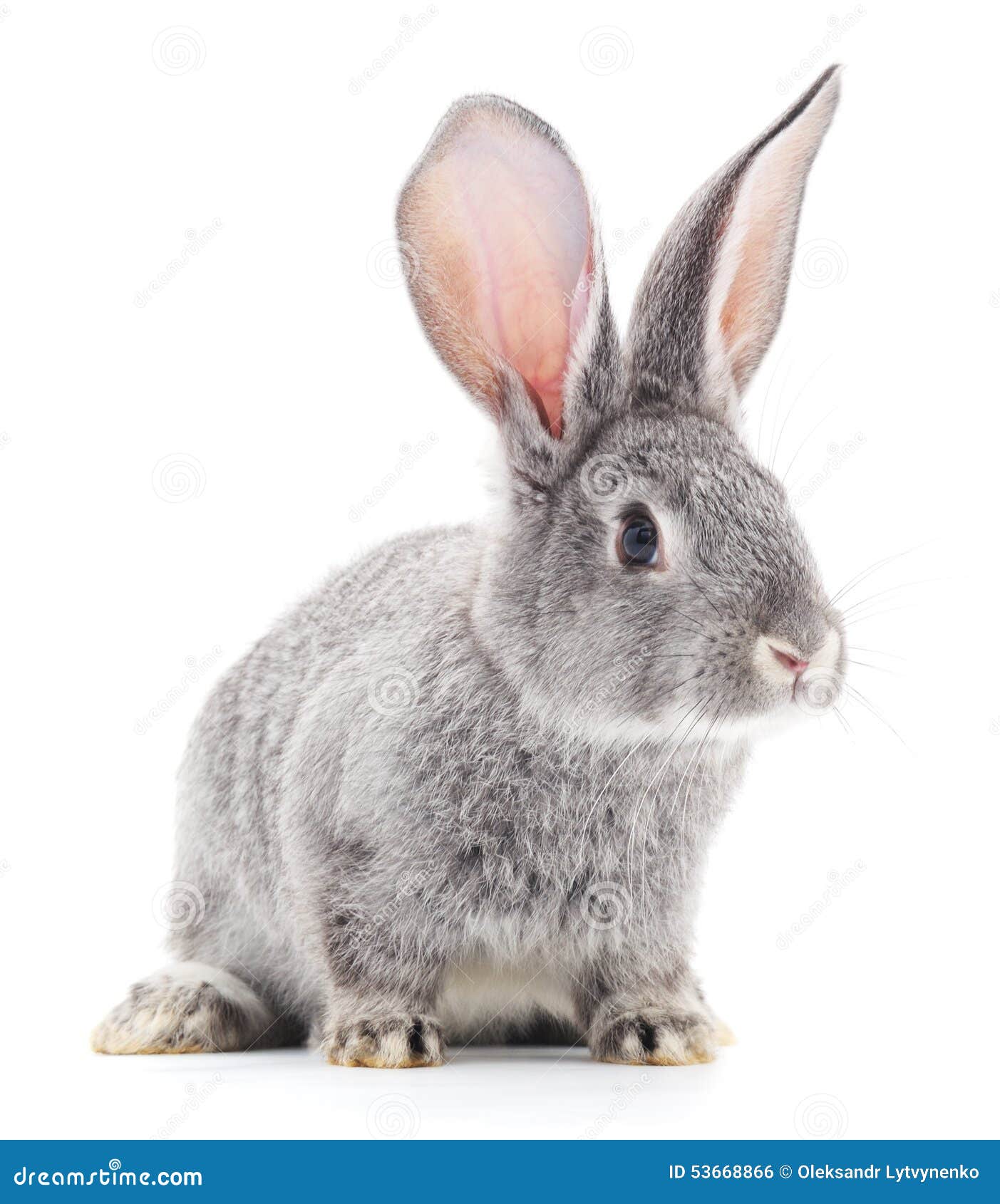 婴孩babbit 库存照片. 图片 包括有 照相机, 野兔, 一个, 灰色, 摄影, 兔子, 工作室, 唯一 - 53668866