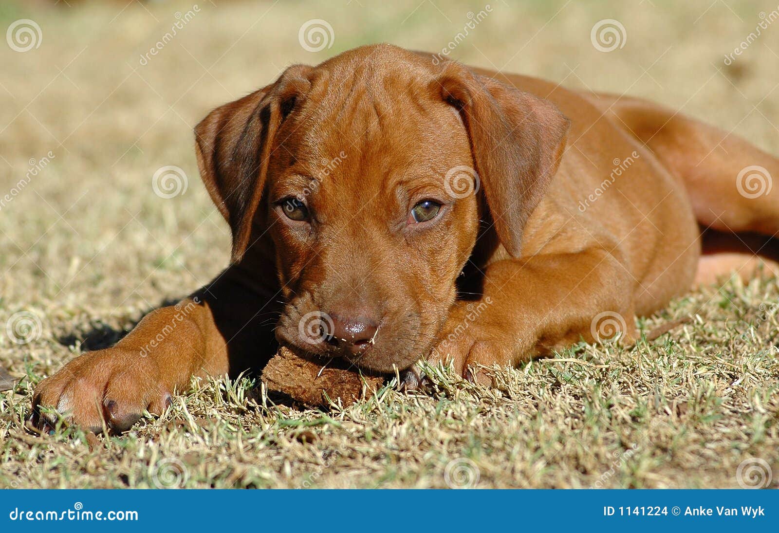 Rhodesian Ridgeback puppy 库存照片. 图片 包括有 宠物, 猎犬, 罗德西, 耳朵 - 1141224