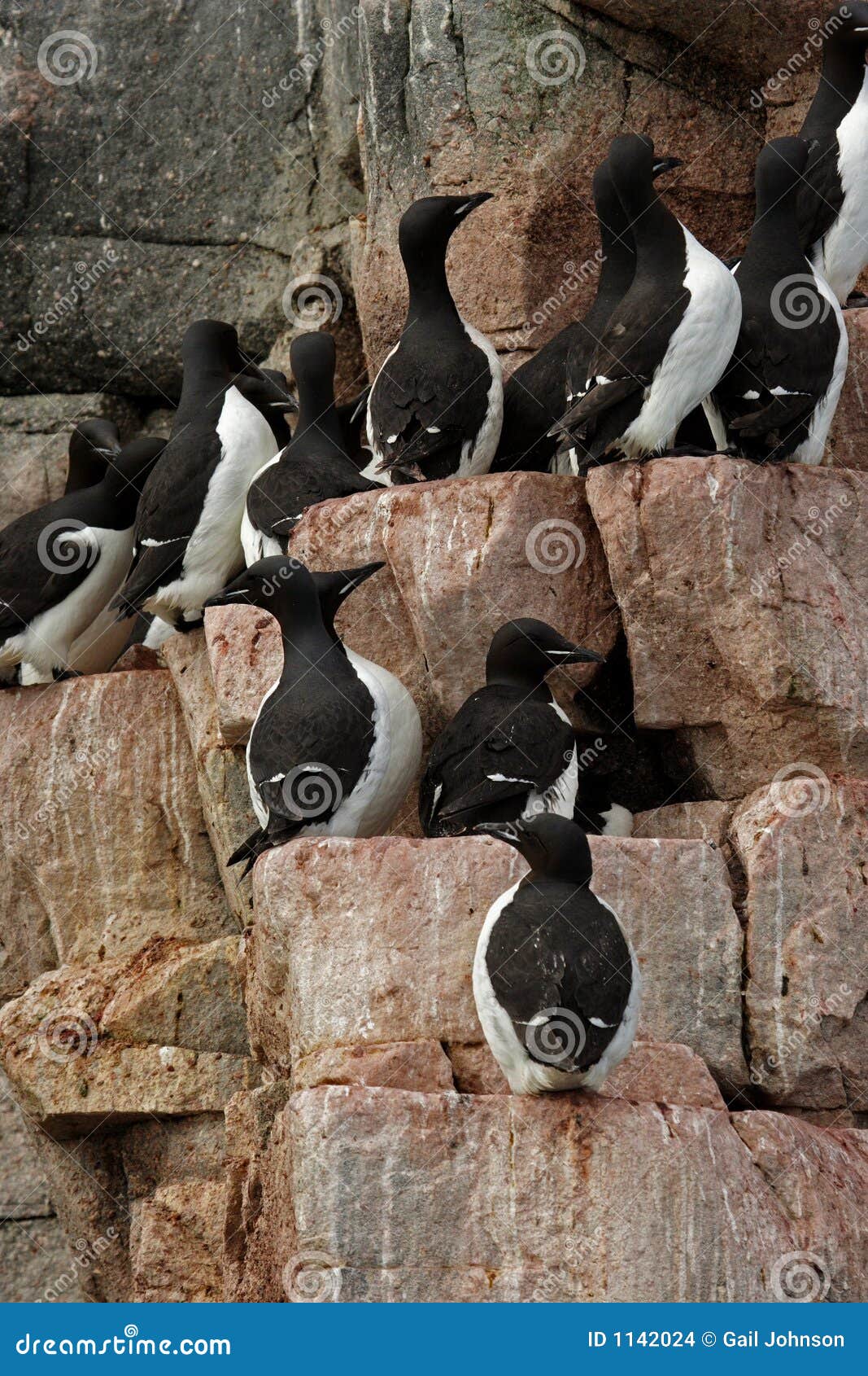 峭壁guillemote 库存照片. 图片 包括有 嵌套, 浓厚, 缪尔, 海岛, 极性, 盖尔, 欧洲, 海雀科的鸟 - 1142024