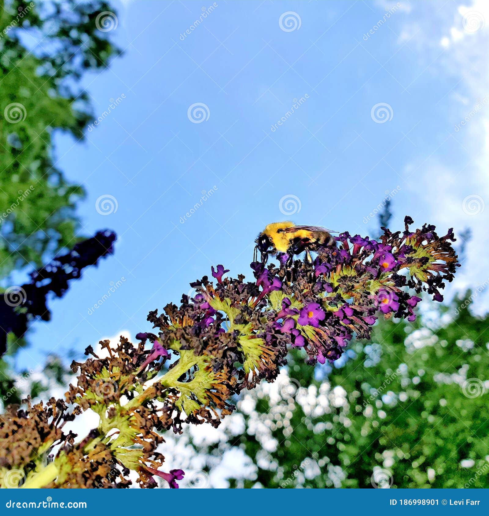 Looking up to the bee 库存图片. 图片 包括有 阳光, 草甸, 天空, 本质, 绿色 - 186998901