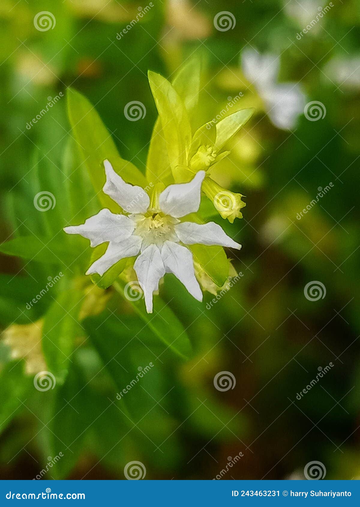 Star flower st 库存图片. 图片 包括有 本质, 食物, 草本, 星形, 花瓣, 草甸, 黄色 - 243463231