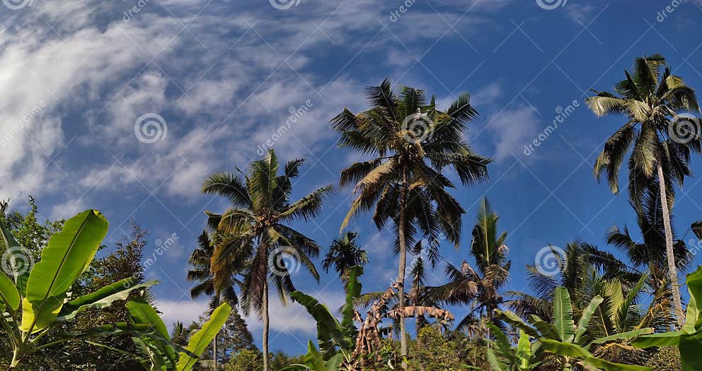 景观digale 库存照片. 图片 包括有 天空, 假期, 海运, 热带, 密林, 火箭筒, 叶子, 工厂 - 221535194