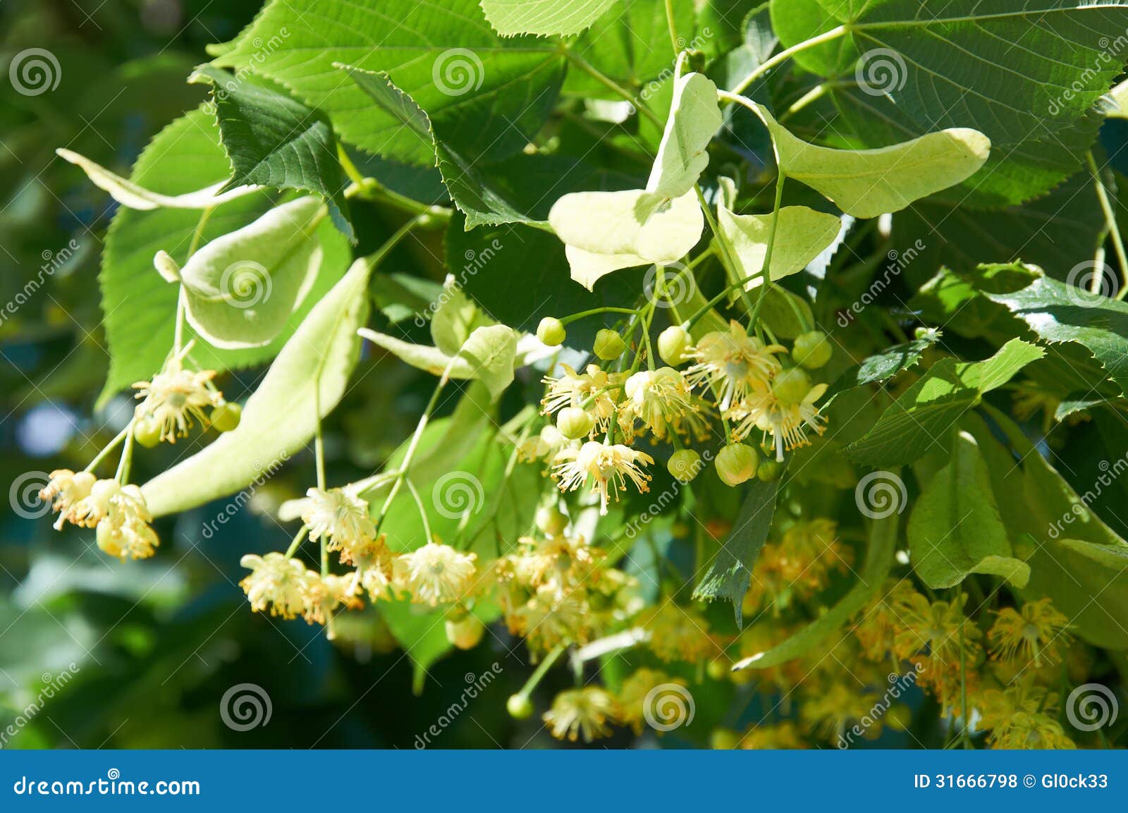 Linden Tree 库存照片. 图片 包括有 通配, 花卉, 本质, 夏天, 特写镜头, 甜甜, 解决 - 31666798