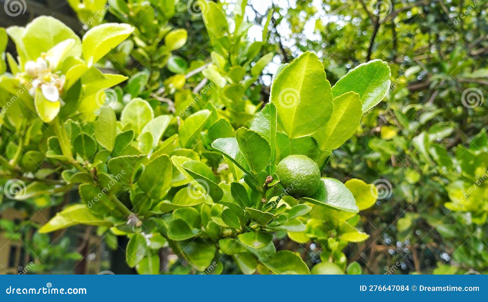 Lime, Citrus X Aurantifolia, Citreae, Citrus 库存照片 - 图片 包括有 灌木, 本质 ...